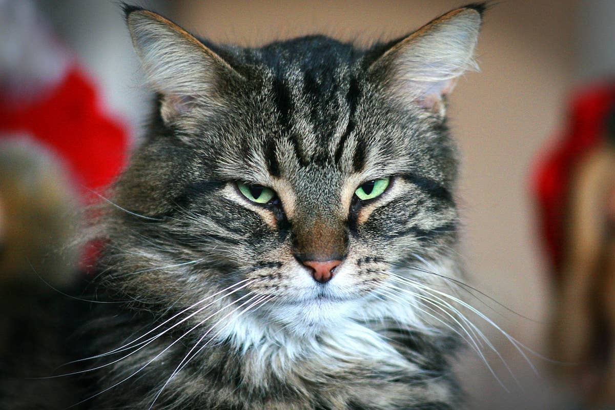Tabby Cat at Veterinarian Makes Herself So Mad with Funny Hand Santizer ...