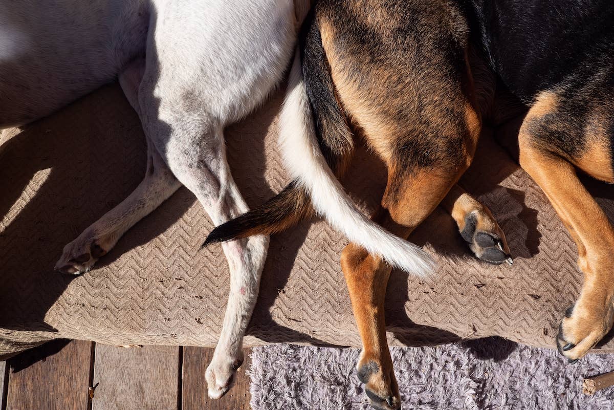 Foster Fail Rescue Puppy Outgrowing Her Fur Sibling Will Have Anyone in ...
