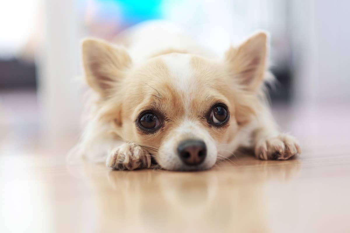 Sick Senior Chihuahua FaceTiming Her Grandparents Will Bring Anyone to ...