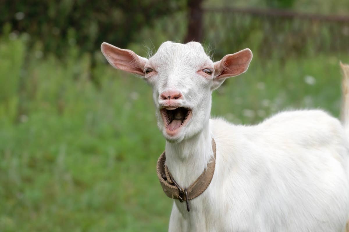 Clever Goat Rides to Breakfast on Tortoise's Back and Everyone is ...