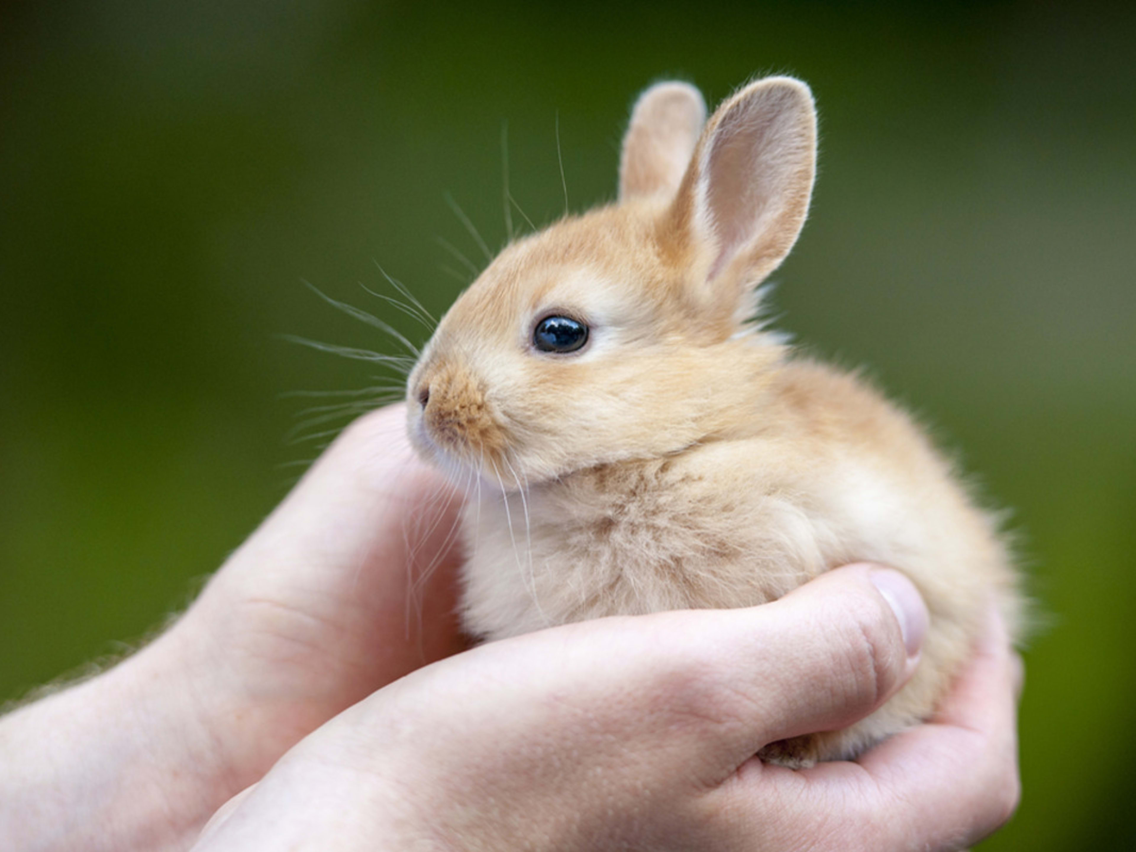Tiny Newborn Bunny Who Fits in the Palm of Human's Hand Is Capturing ...