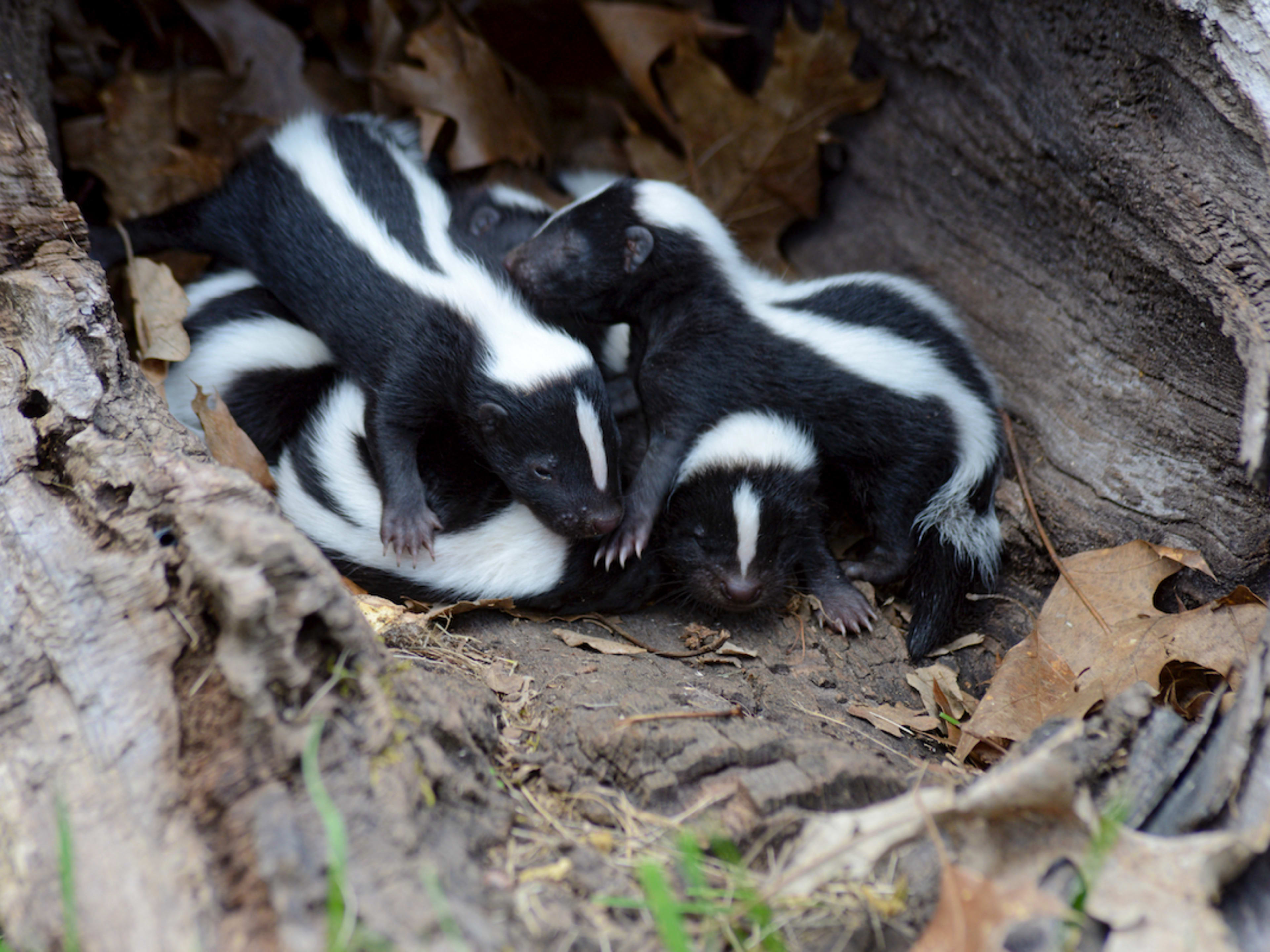 Newborn Skunks' Precious Little Noises Are Music to Everyone's Ears - PetHelpful