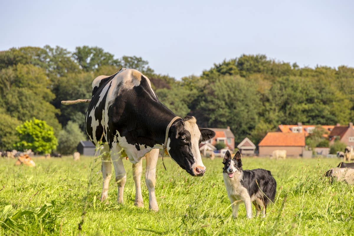 Cow Is Convinced Dog Is 'Her Baby' and It's So Full of Sweetness ...