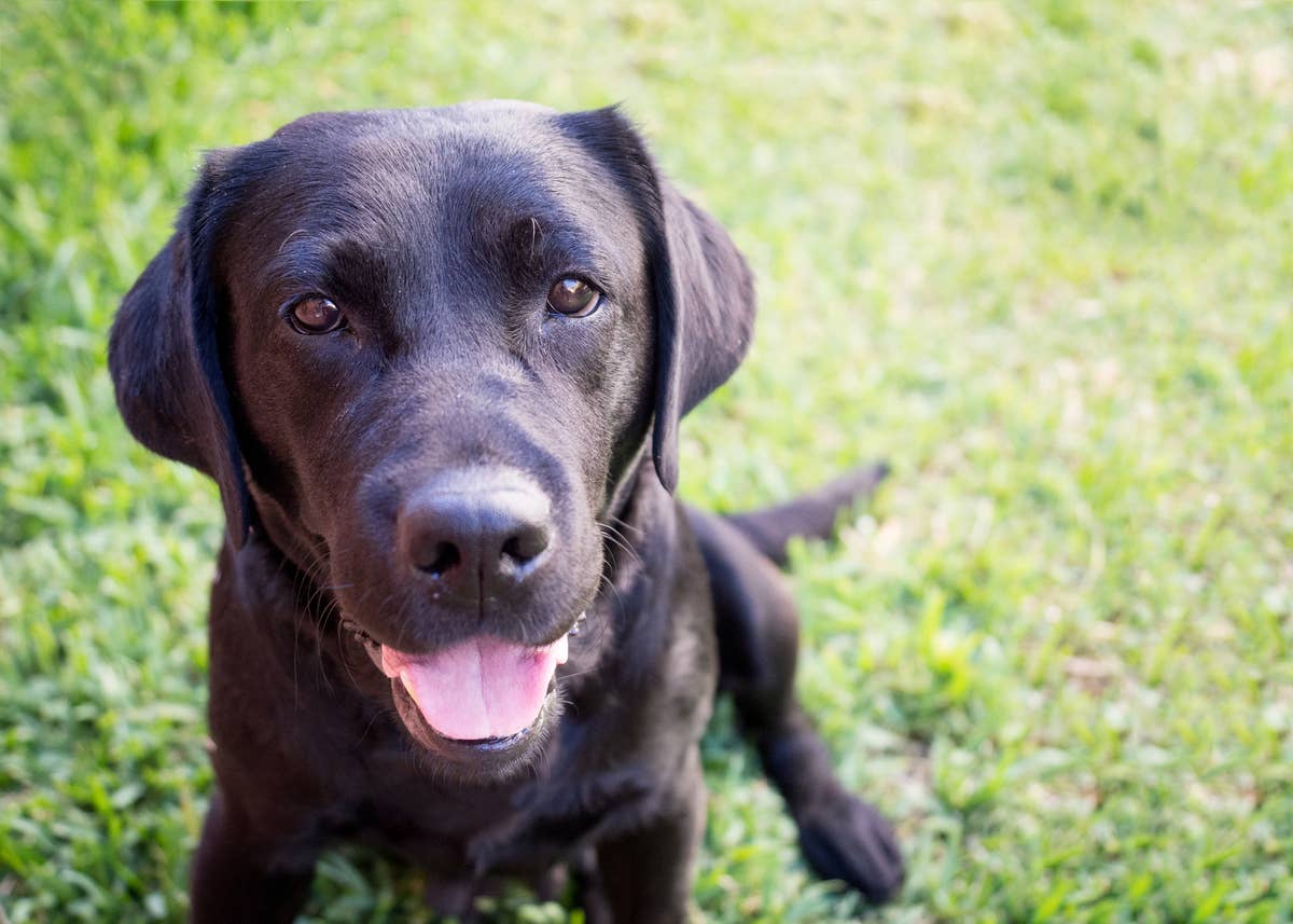Black Labrador 'Bat Dog' Patiently Waiting for His 'Job' at Ball Game ...