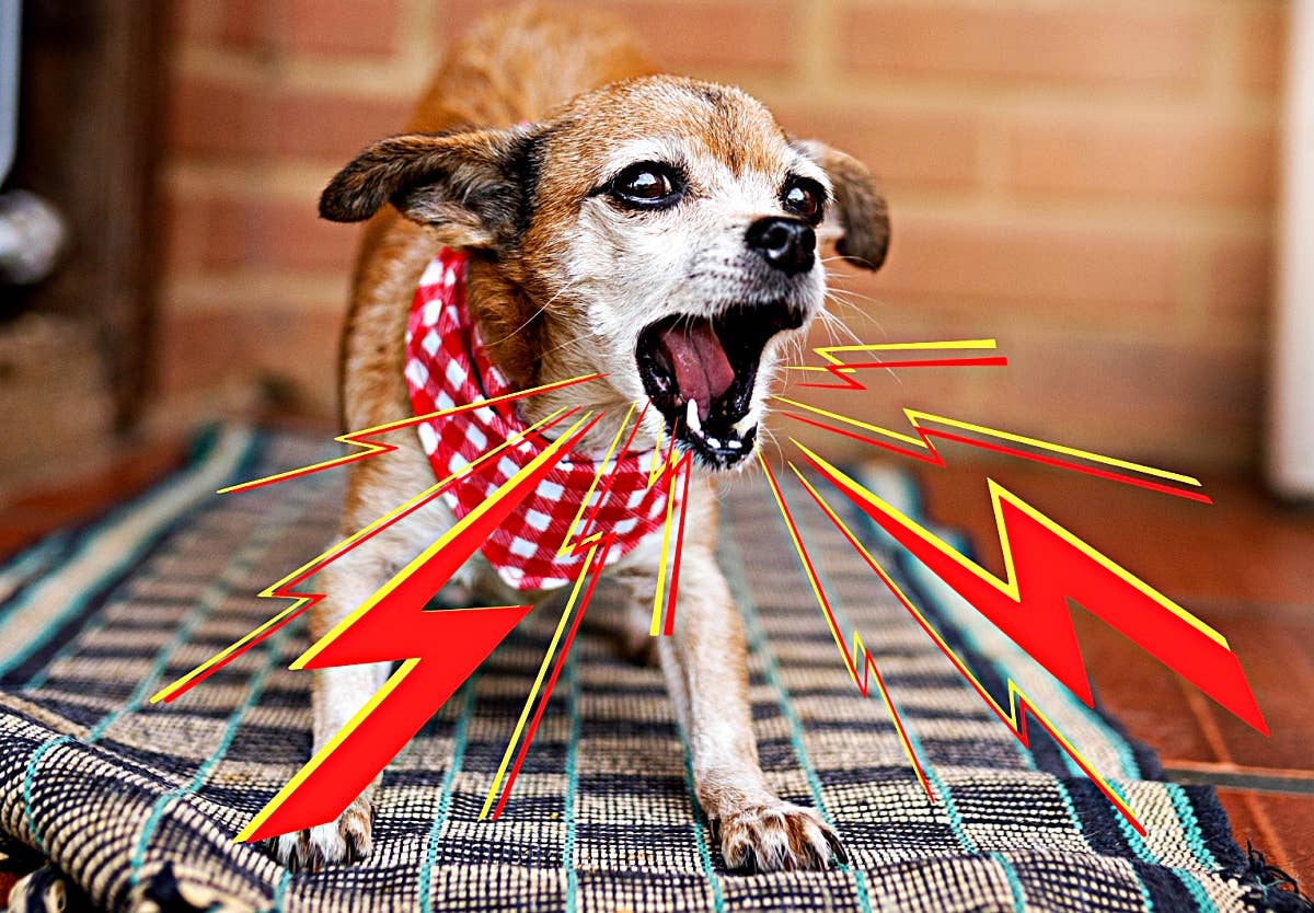 Why Does My Dog Bark at Nothing? A Trainer Explains the Truth - PetHelpful