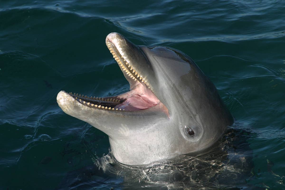Wild Dolphin's Gentle Moment with 'Old Friend' on Spanish Coast Couldn ...