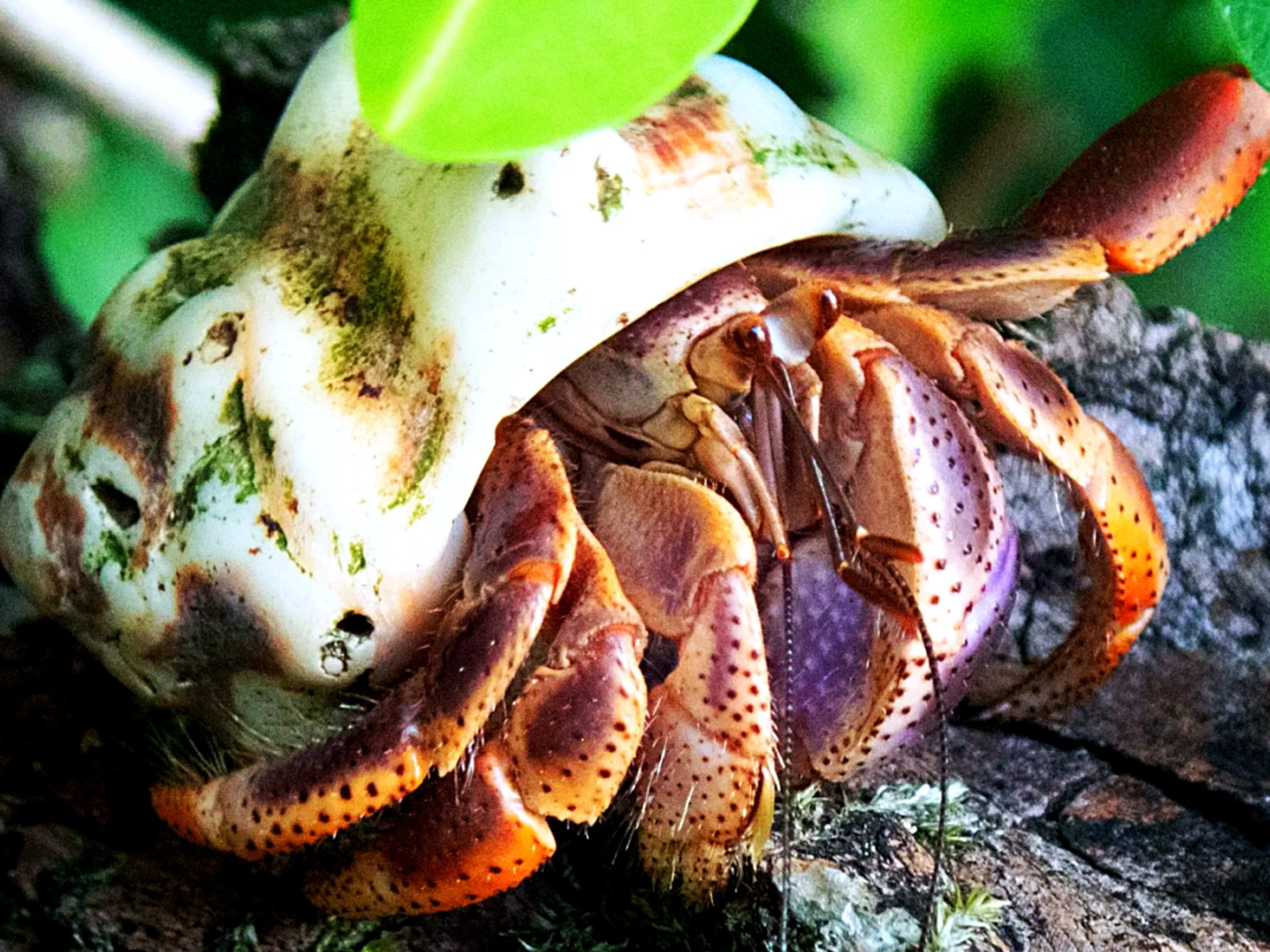 Identifying 6 Common Pet Hermit Crab Species - PetHelpful