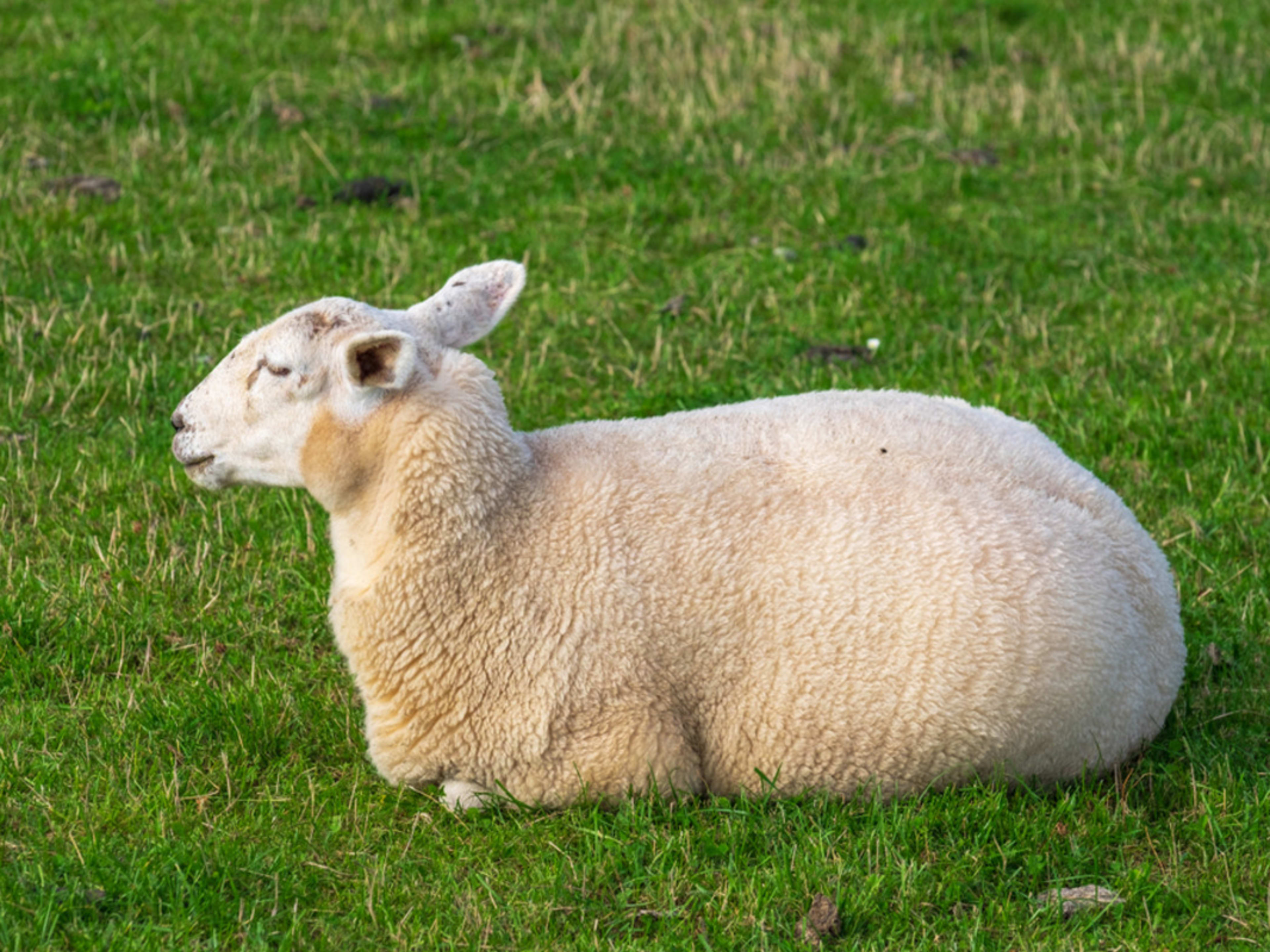 Disabled Sheep Learning to Use a Motorized Wheelchair Is Giving People ...
