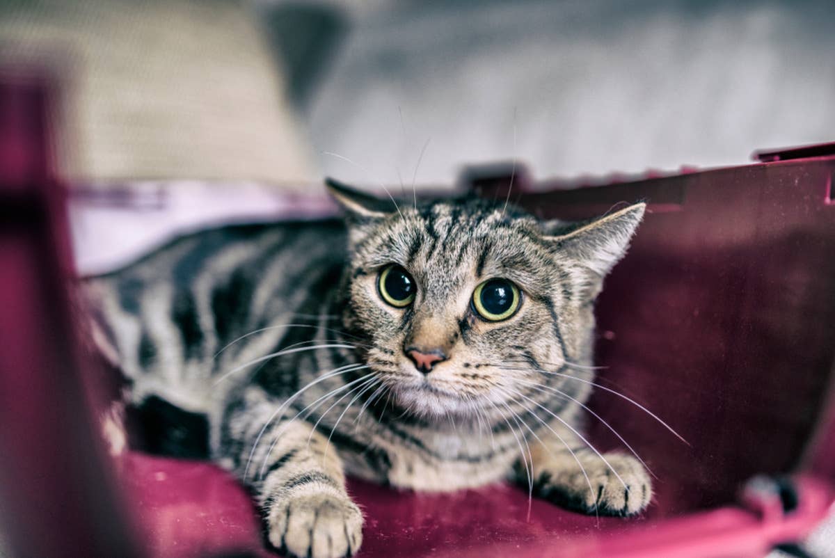 Retired’ Barn Cat ‘Forced to Live in Suburbia’ Truly Doesn’t Know What ...