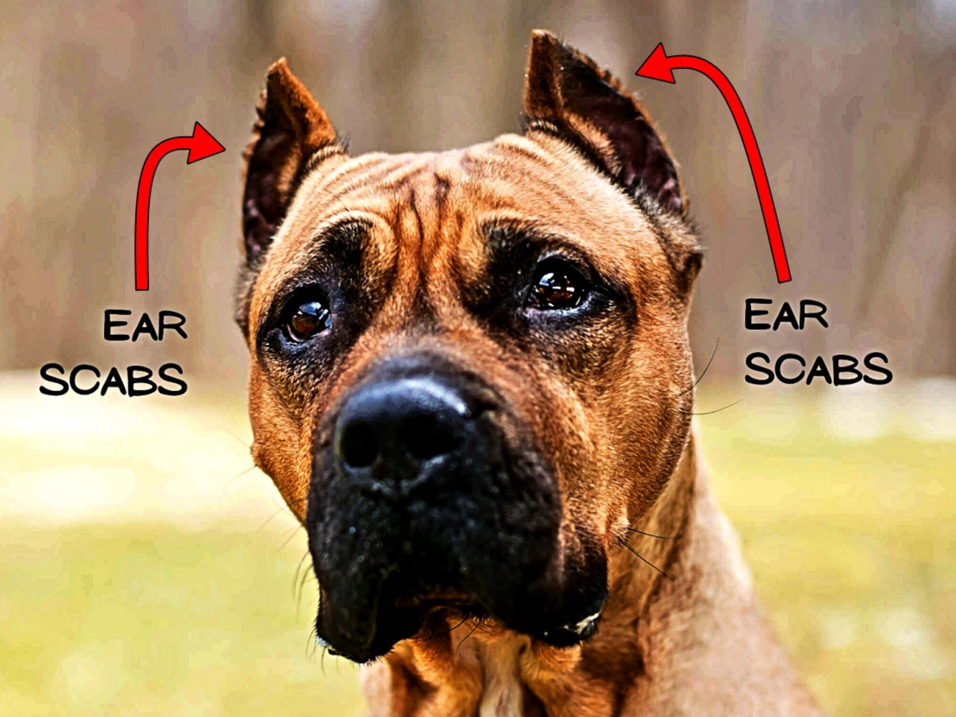 My Dog Has Scabs on His Ear! What Can I Do at Home? - PetHelpful