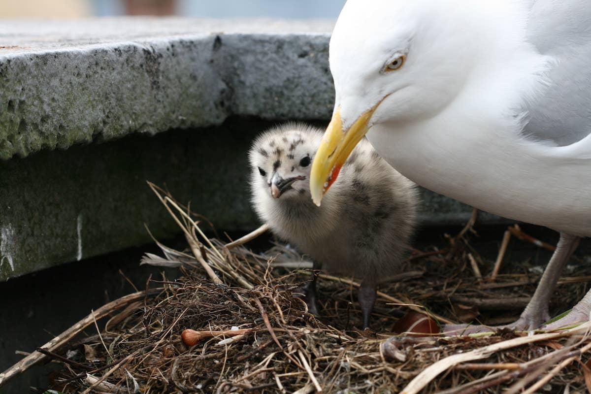 Seagull Chick Becomes True Internet Sensation with Papal Conclave ...