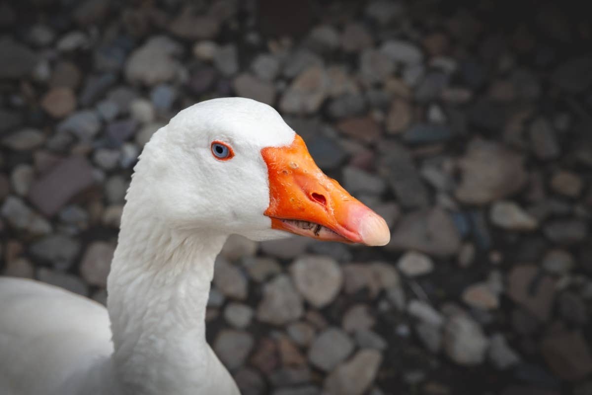 Duck’s Epic Stare Down at Human Is One for the Record Books - PetHelpful