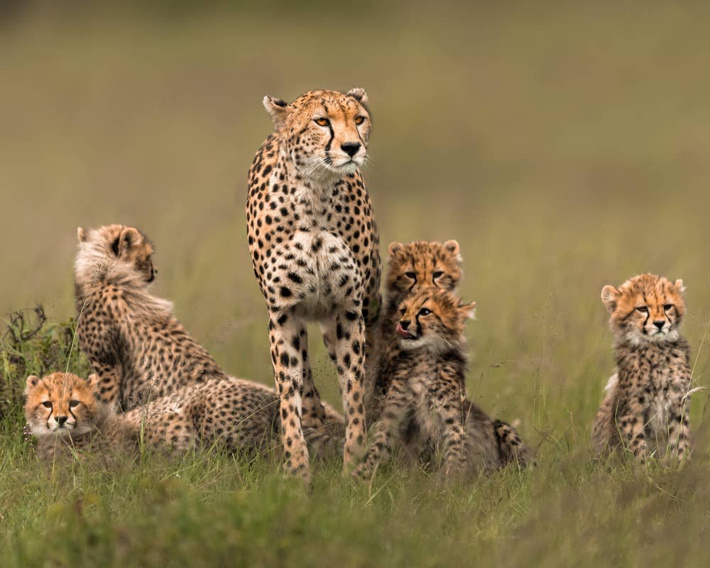 Cheetah Cubs Cute