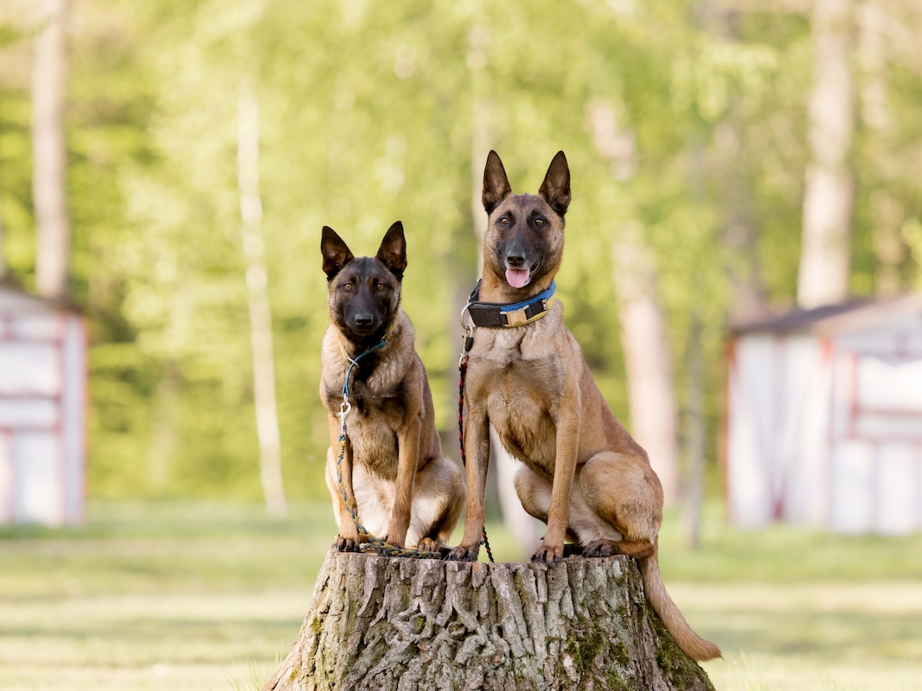 Belgian Malinois Filling in As 'Lifeguards' At Family Pool Party Show ...