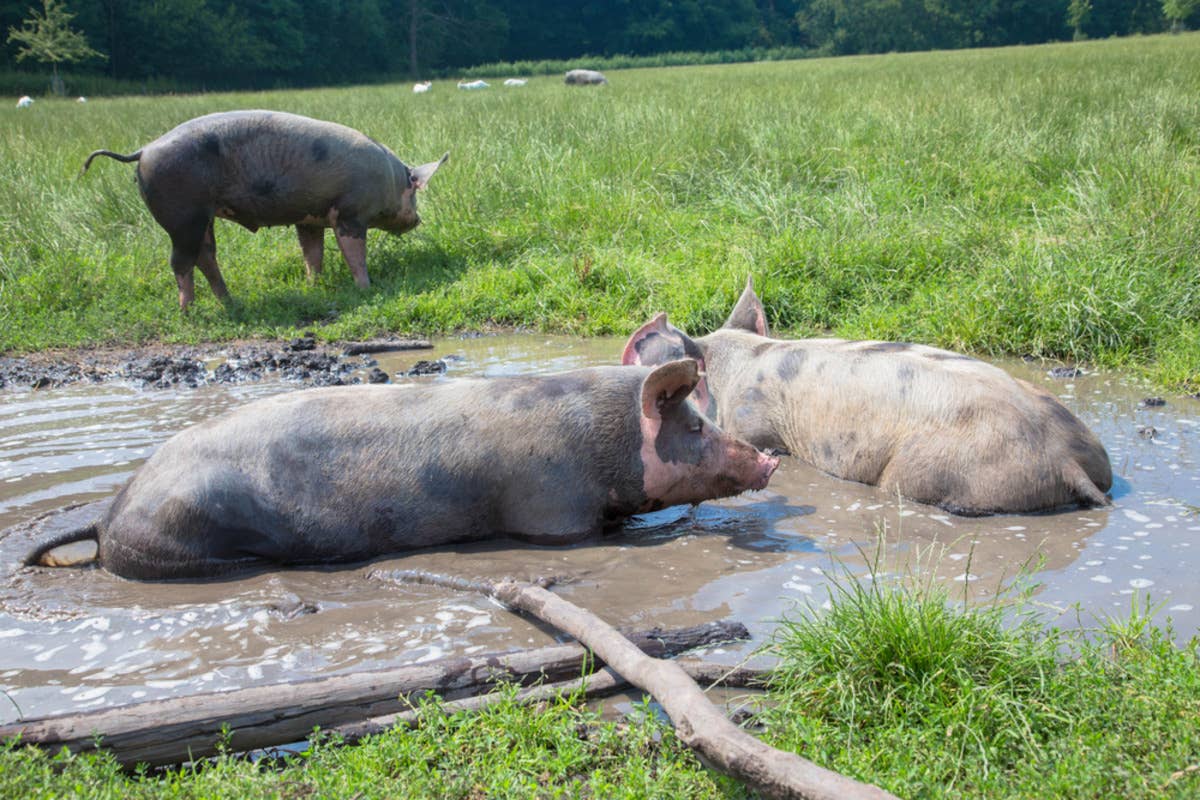 Sanctuary Pigs Get Thrown Special Pool Party and Total Cuteness Ensues ...