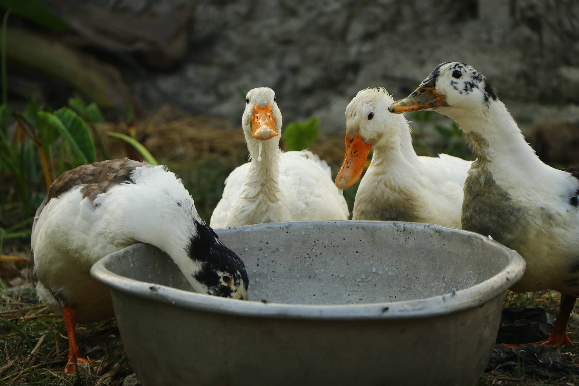 Gaggle of Ducks Bobbing for Peas Has the Internet Quacking Up - PetHelpful