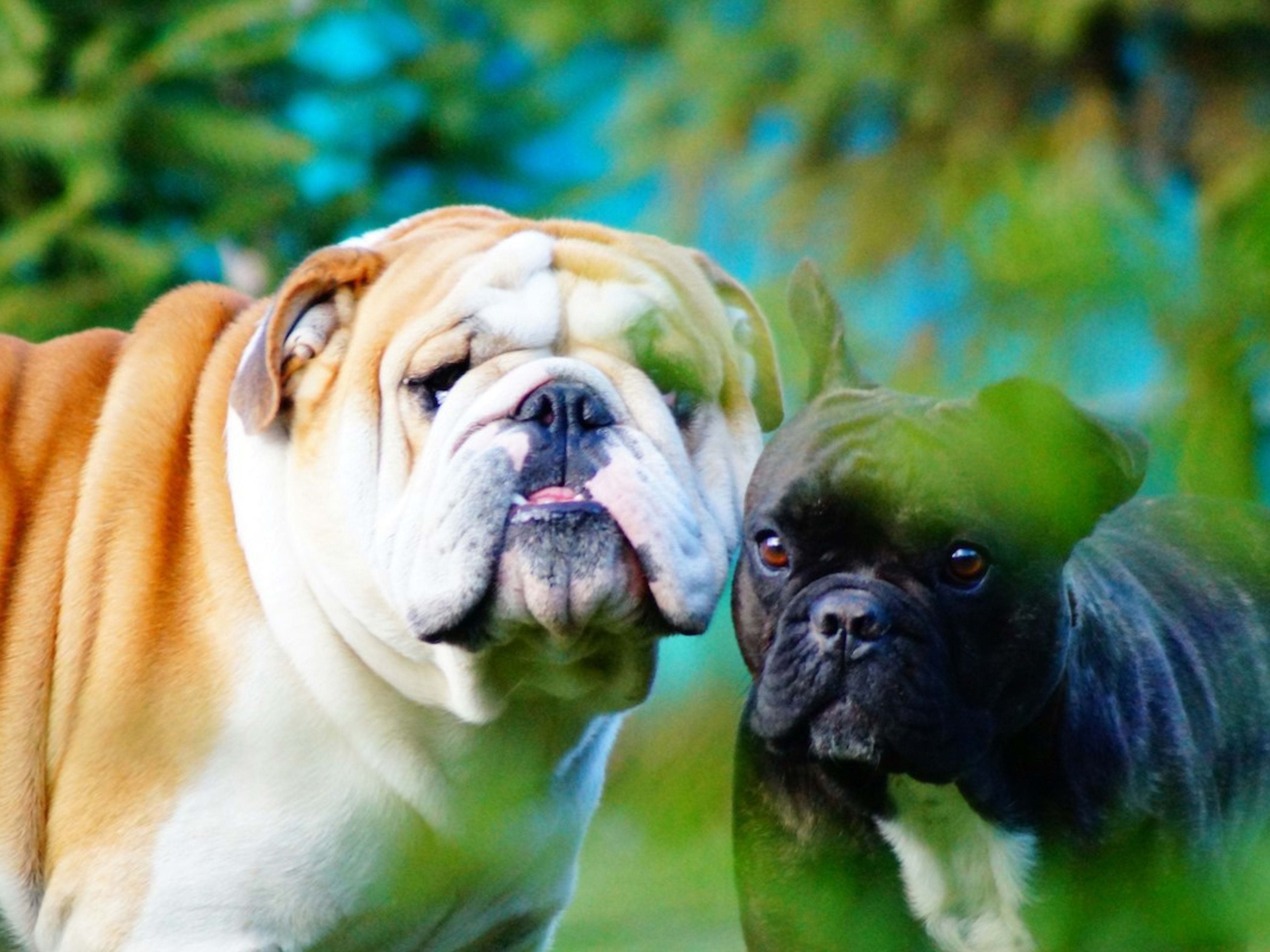 Bulldog’s Bond With Shelter Dog at Day Care Leads to the Most ...