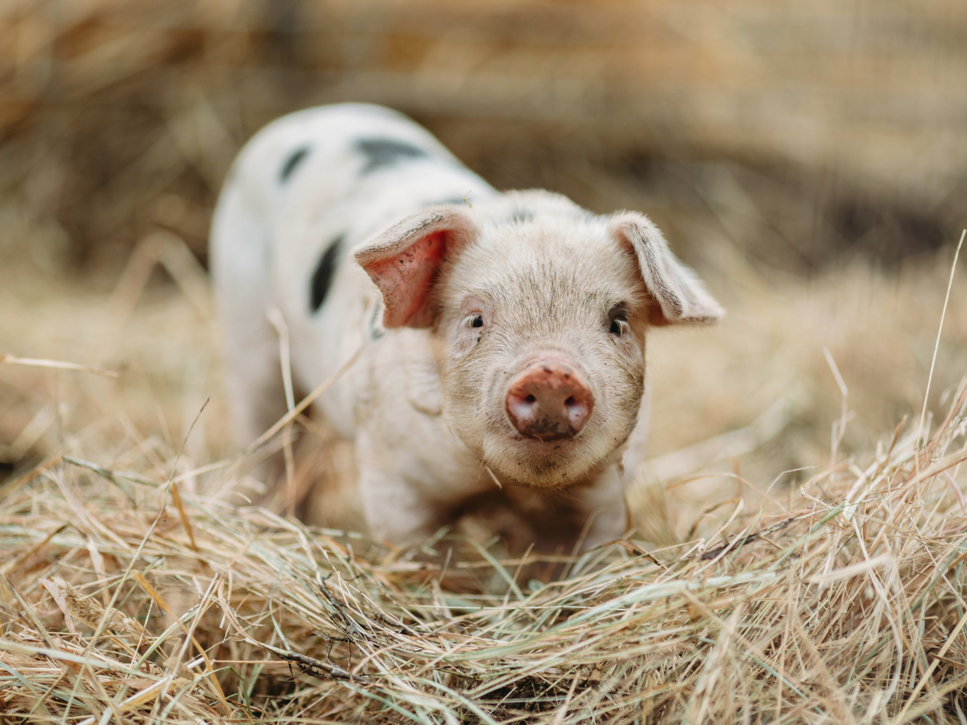 250+ Pet Pig Names (Funny, Cute, Unique Ideas) - PetHelpful