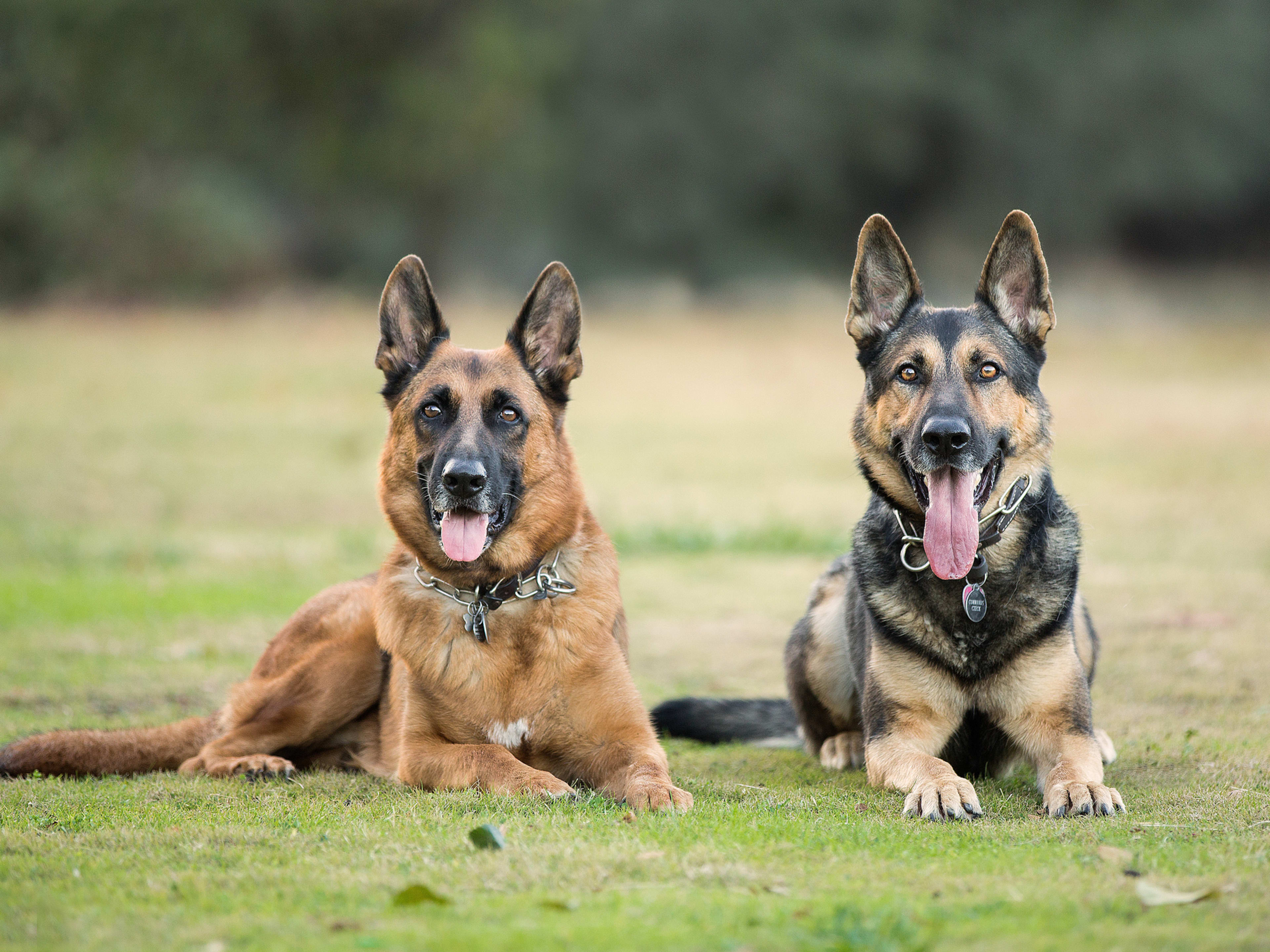 100+ Guard Dog Names That Are Scary, Tough, and Strong - PetHelpful