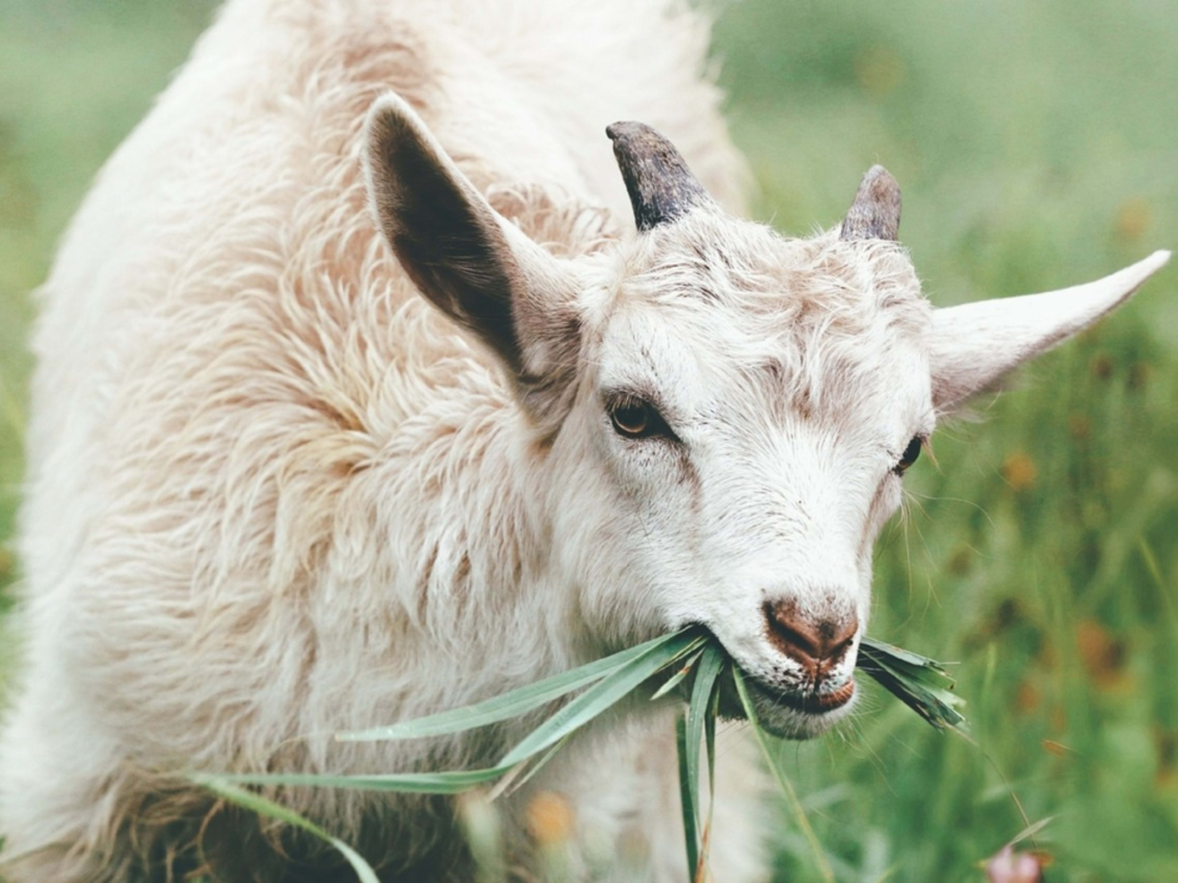 Goats Taking a Break from 'Pulling Weeds' Are Making Everybody Want to ...
