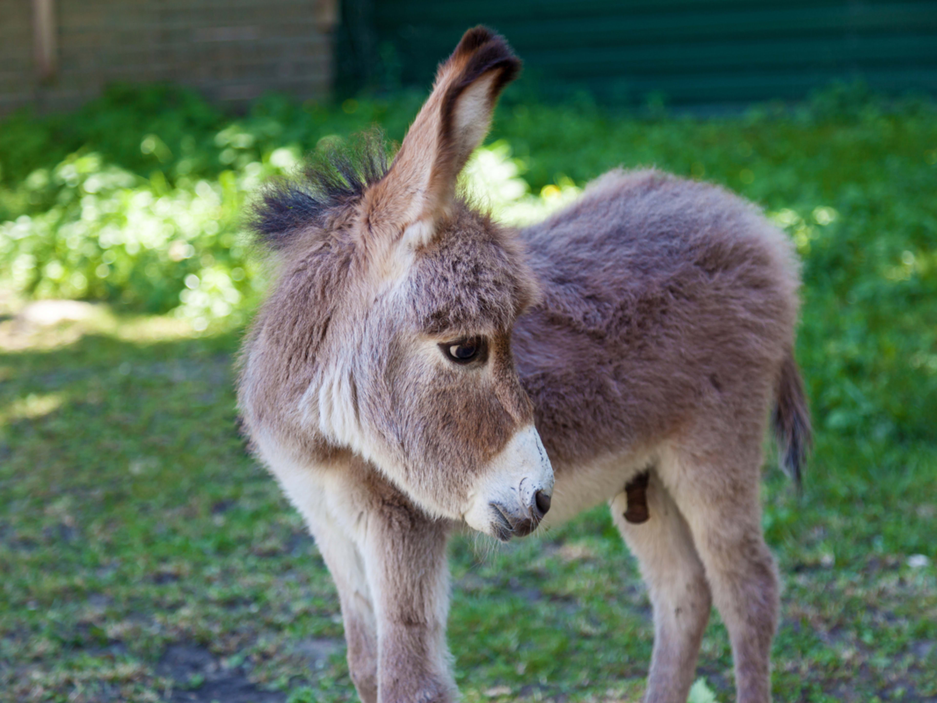 Miniature Donkey Cries Like a Baby Over Wanting to Eat the Dog's Food ...