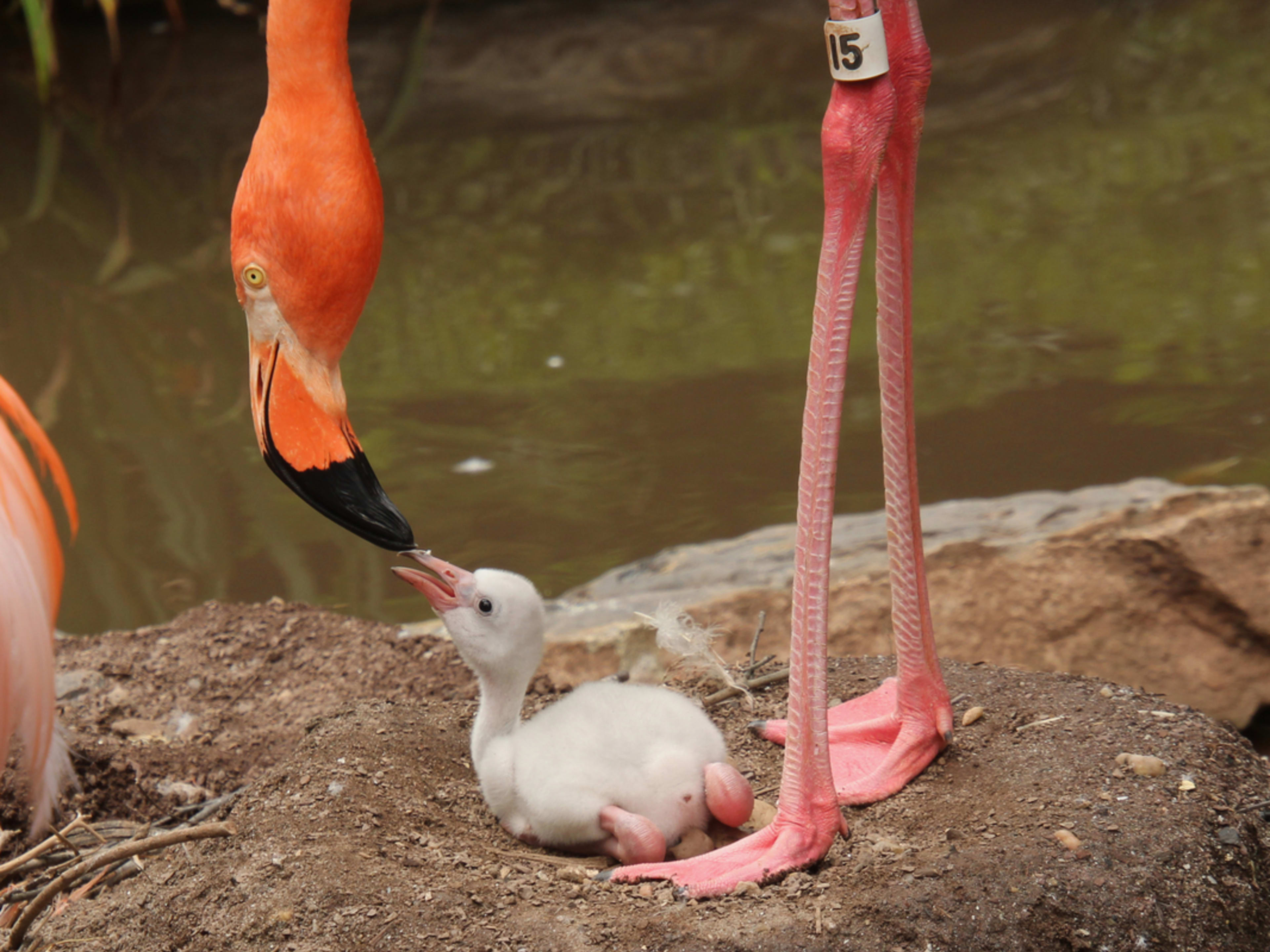 Tiny Baby Flamingo Just Born at San Antonio Zoo Has the Internet ...