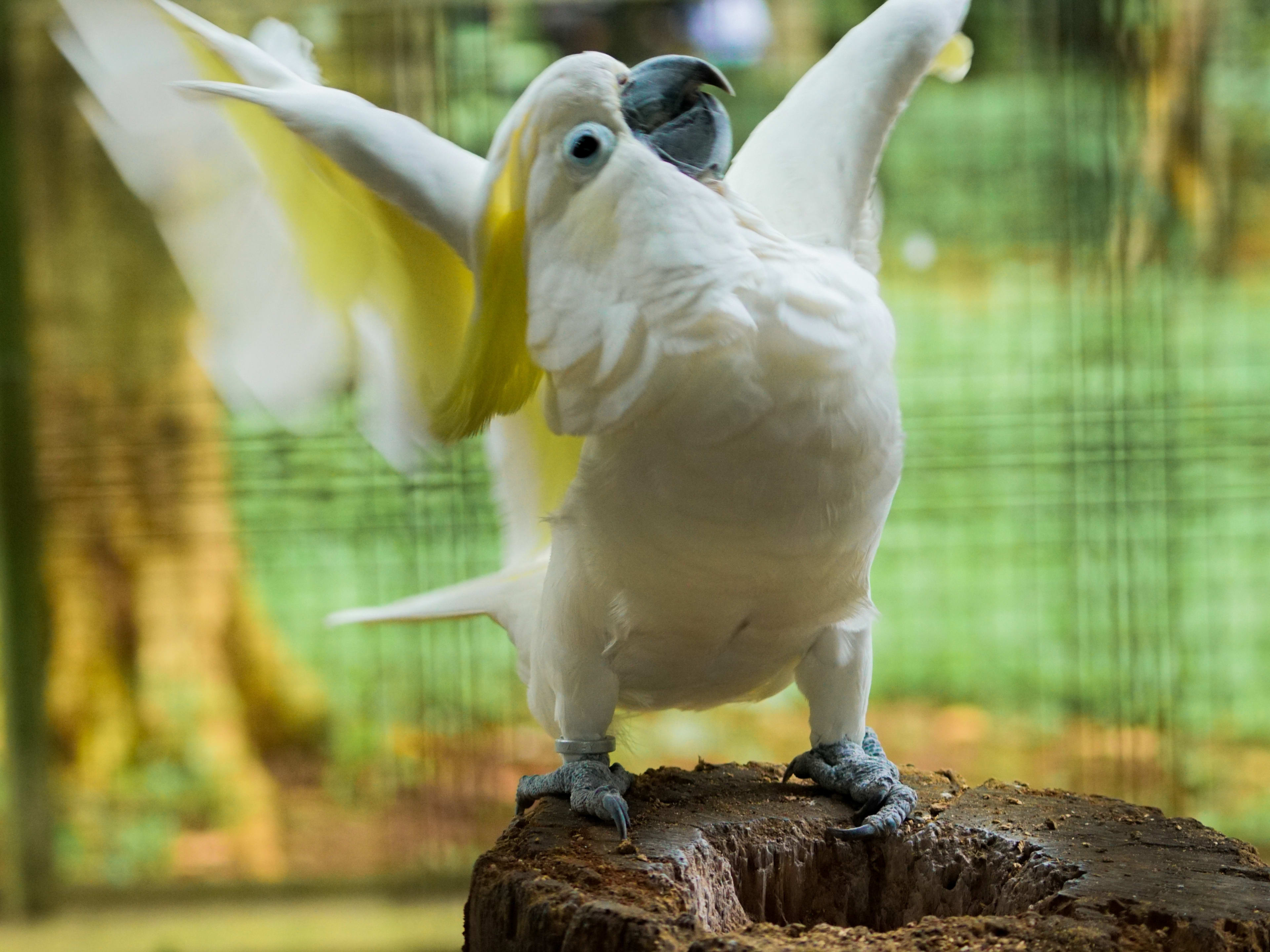 This Dancing Cockatoo Is Honestly a Whole Mood - PetHelpful