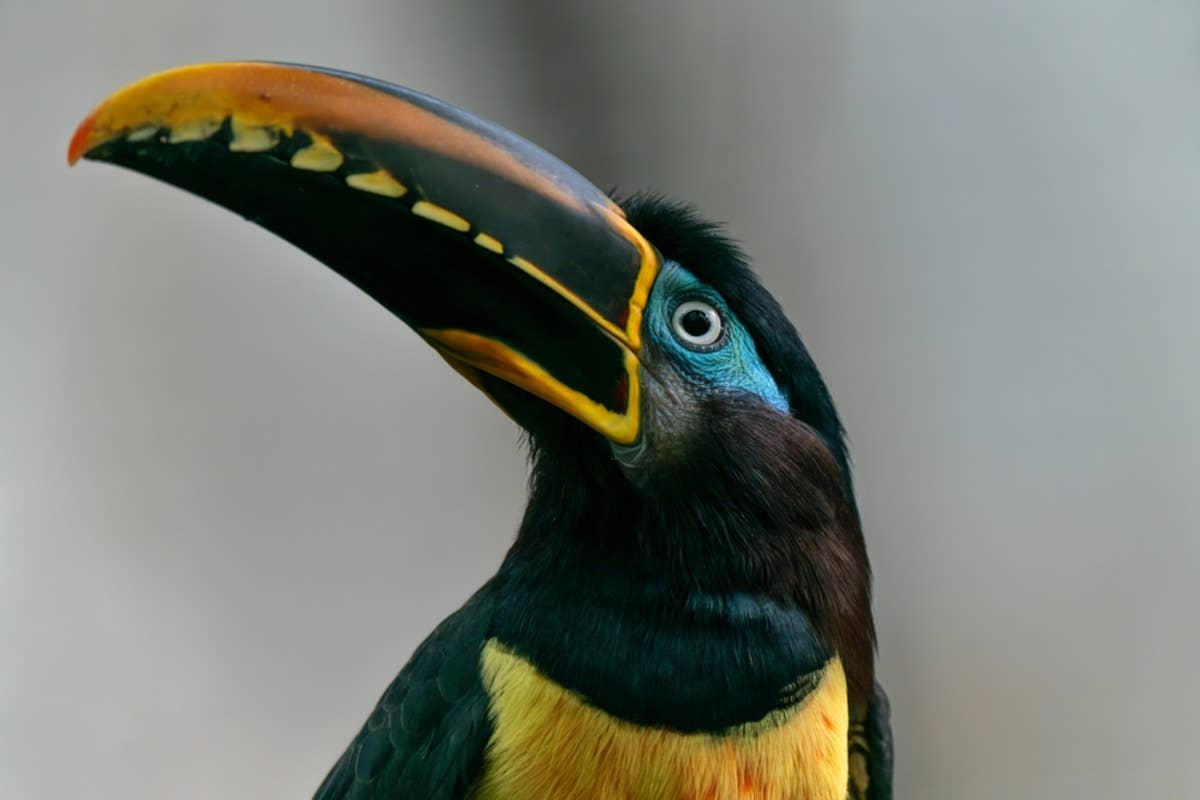 Woman Reveals Life With a Pet Toucan and It’s Wildly Fascinating ...