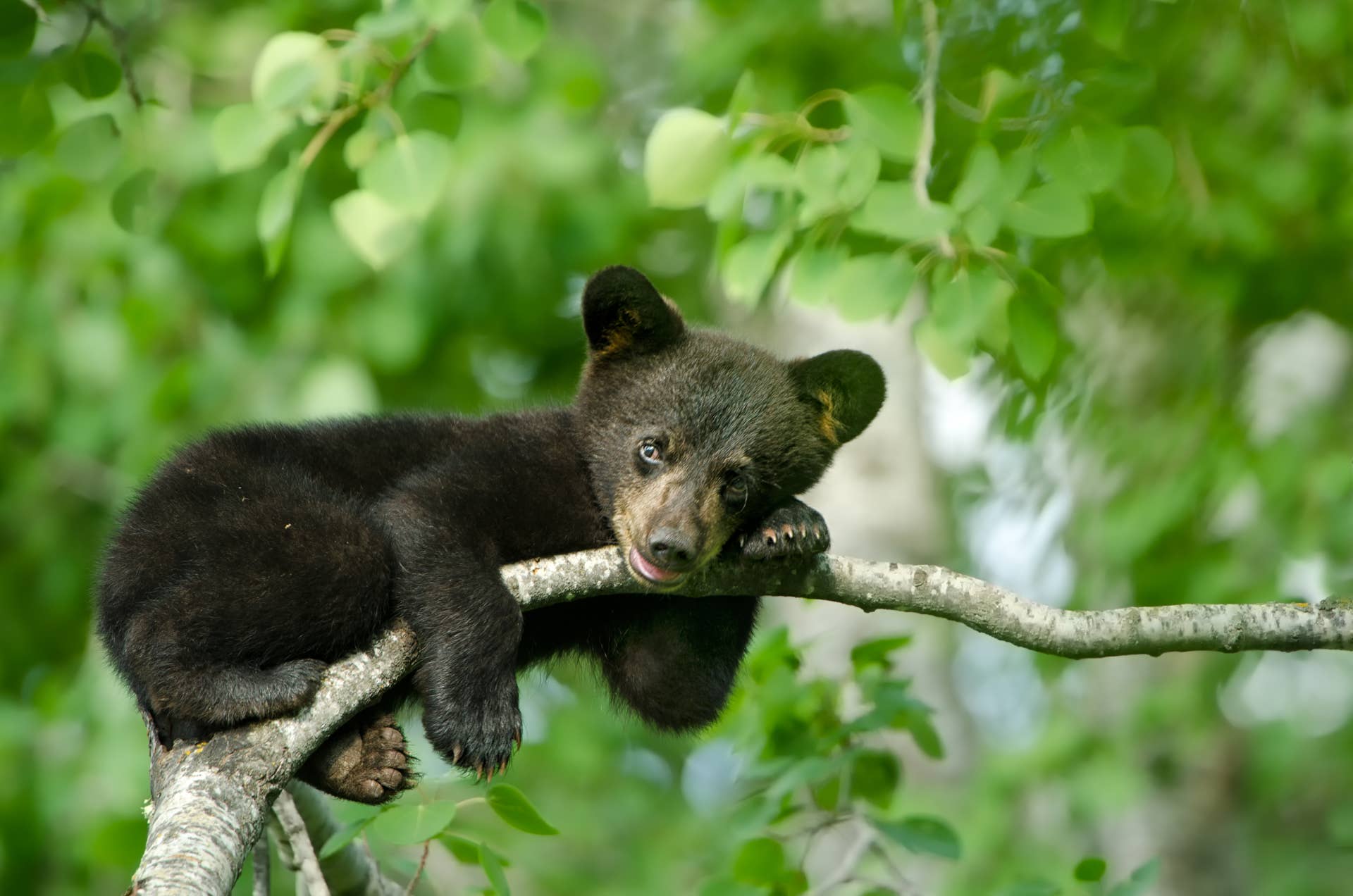 Baby Bear Throws Incredibly Cute Tantrum When Mom Leaves Him in a Tree ...