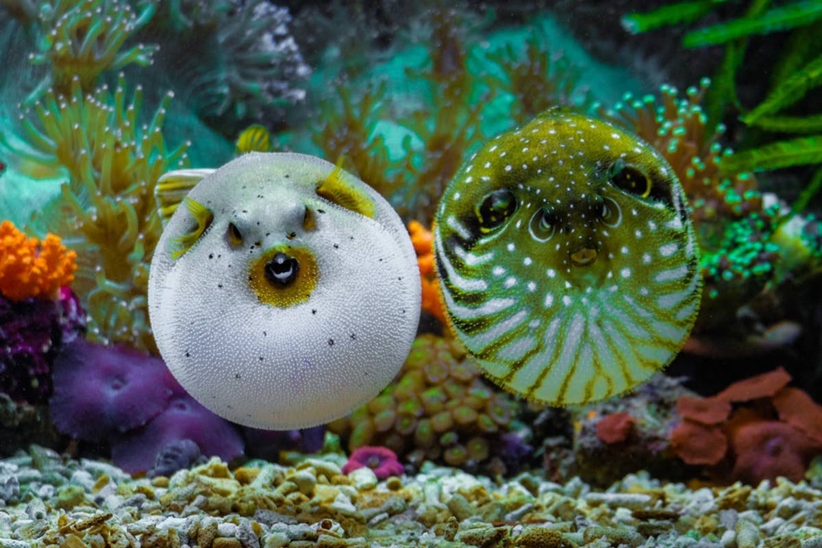 Diver Spots Puffer Fish Who ‘Look Like They Were Caught on the Kiss Cam ...