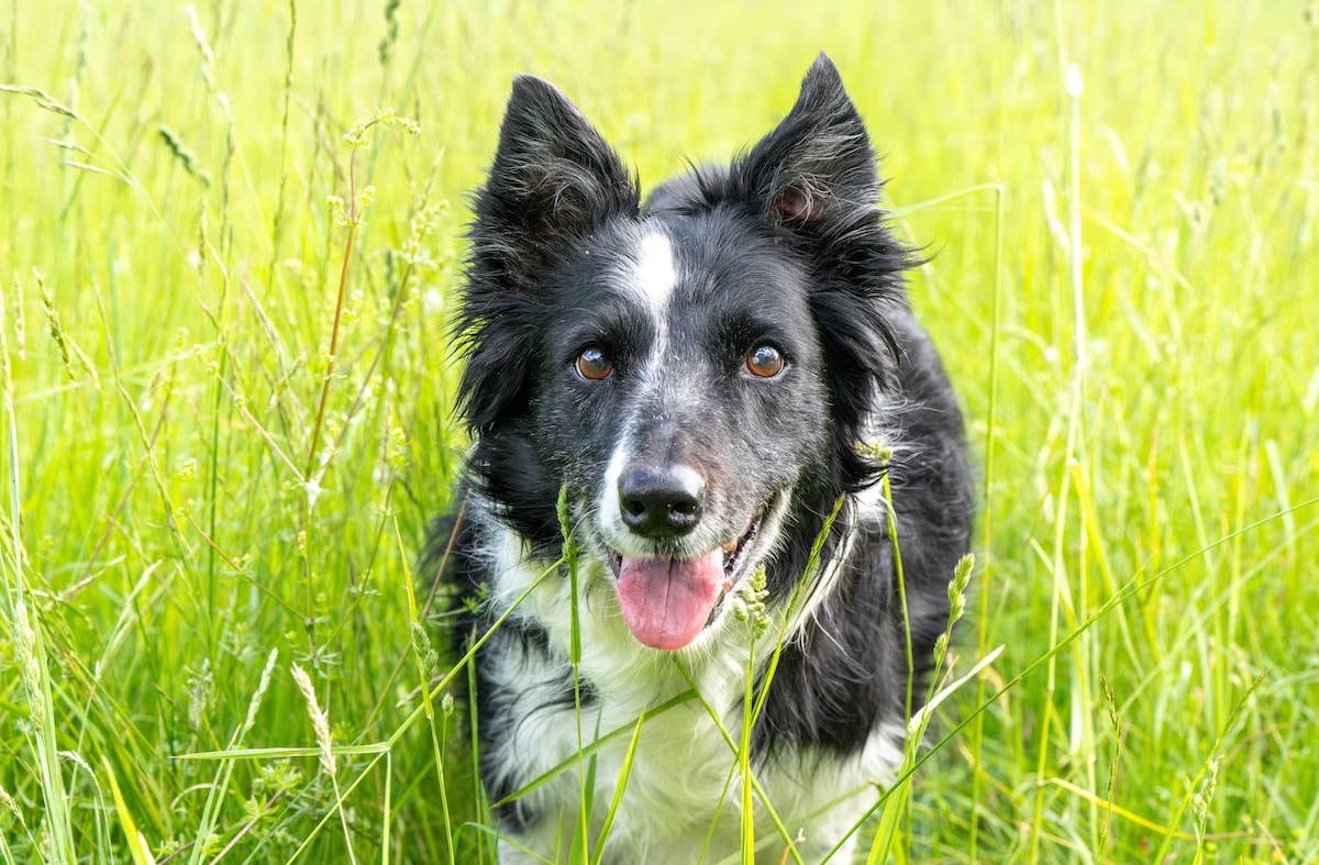 Clever Border Collie Figured Out the Perfect Way to Guilt Mom Into ...
