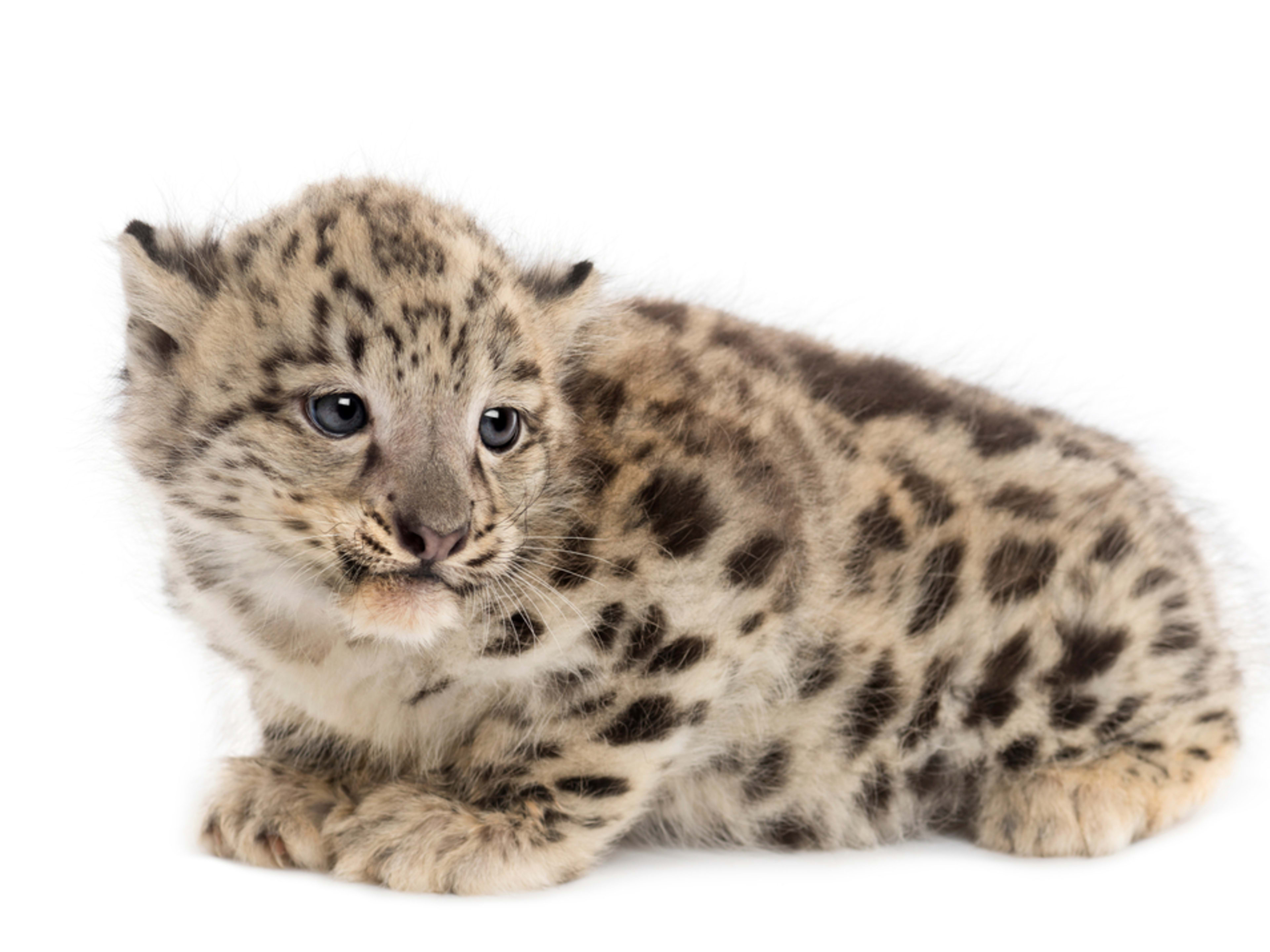 First-Ever Baby Snow Leopard Cub Debuts at Chester Zoo and Everyone's in Love - PetHelpful