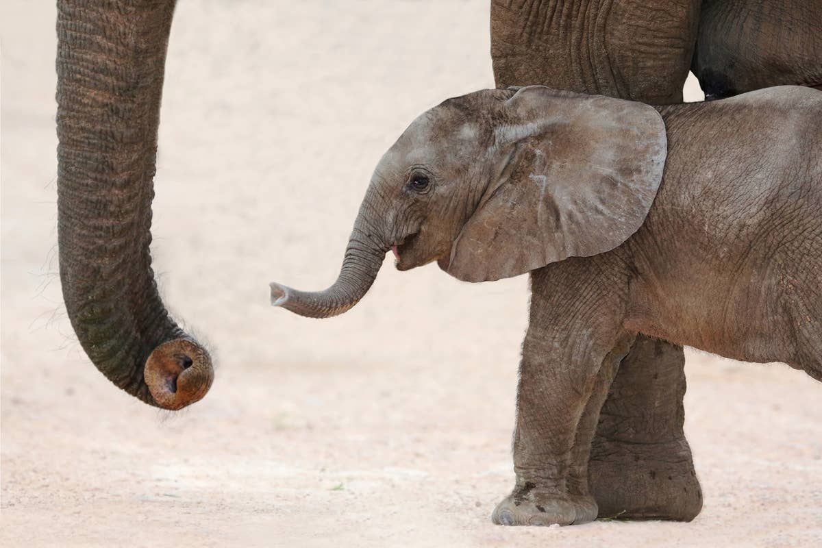 Tiny Baby Elephant Arrives at Columbus Zoo & Steals Our Hearts - PetHelpful