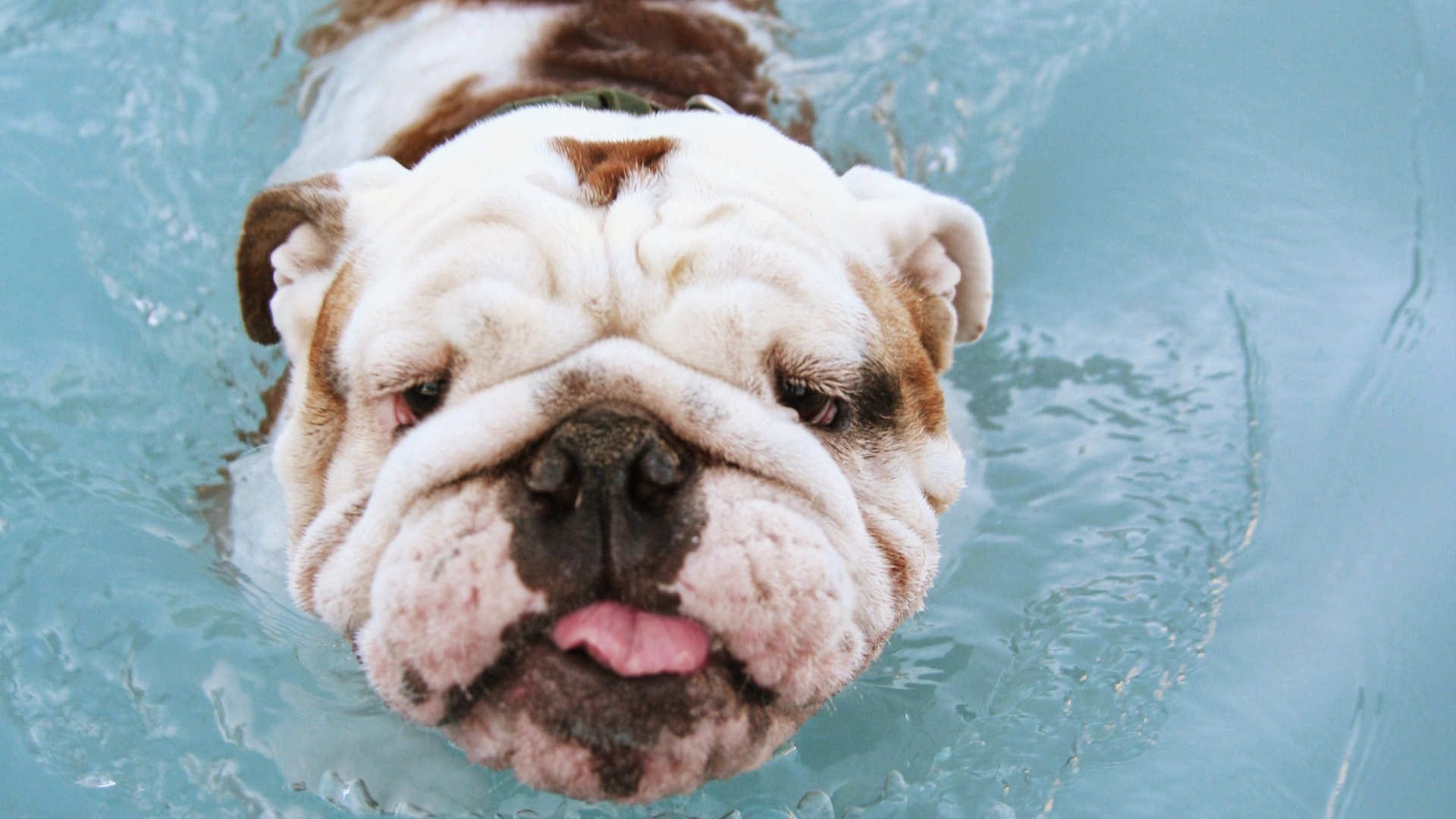 ‘Retired’ Bulldog Is Living His Best Life in the Pool - PetHelpful