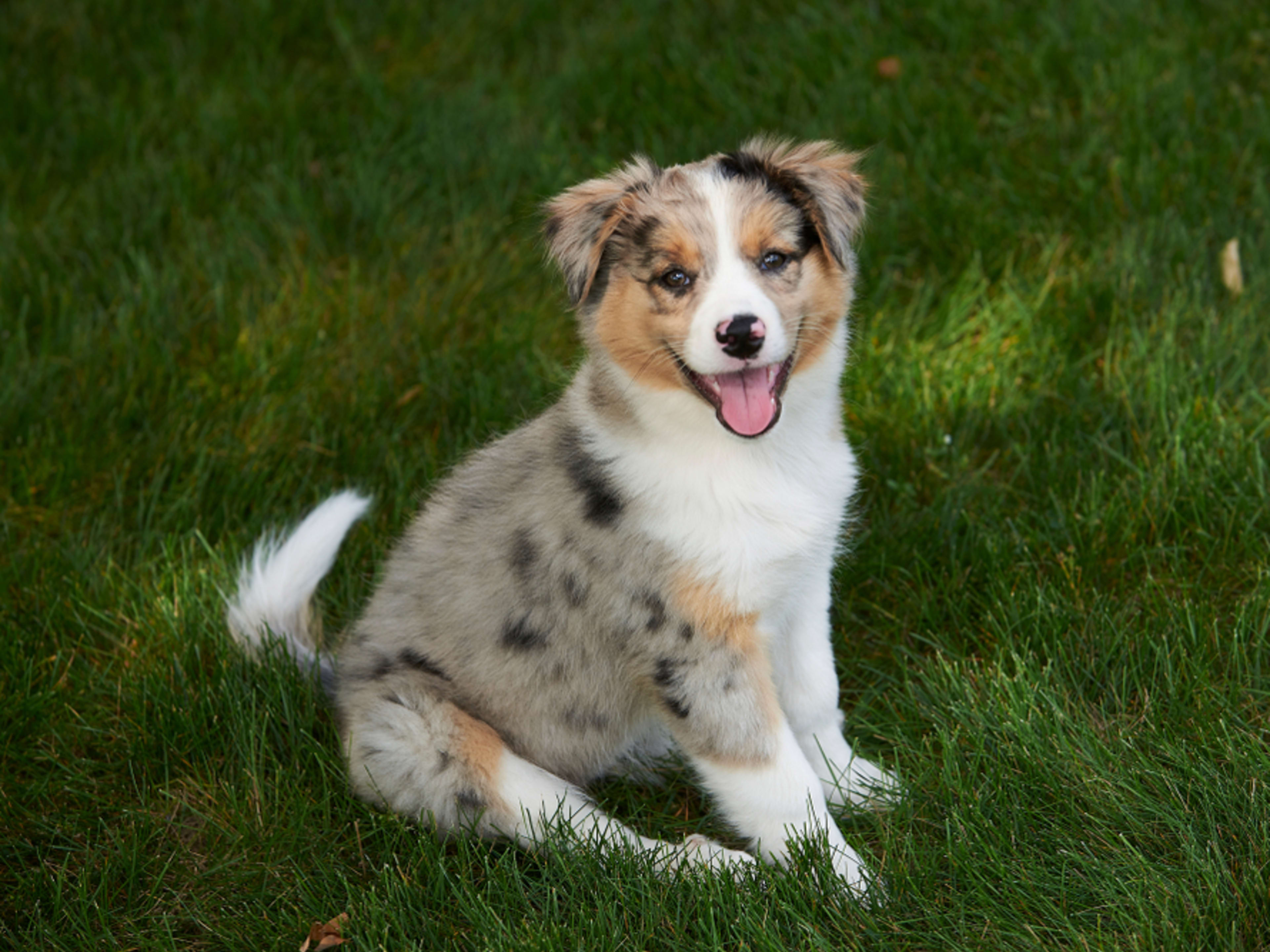 Border Collie Mix With the Most Adorable Smile Becomes Everyone's New ...