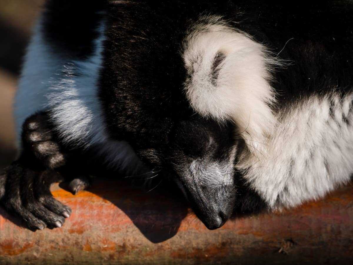 Sleepy Pet Skunk Waking up Is the Cutest Thing You’ll See Today ...