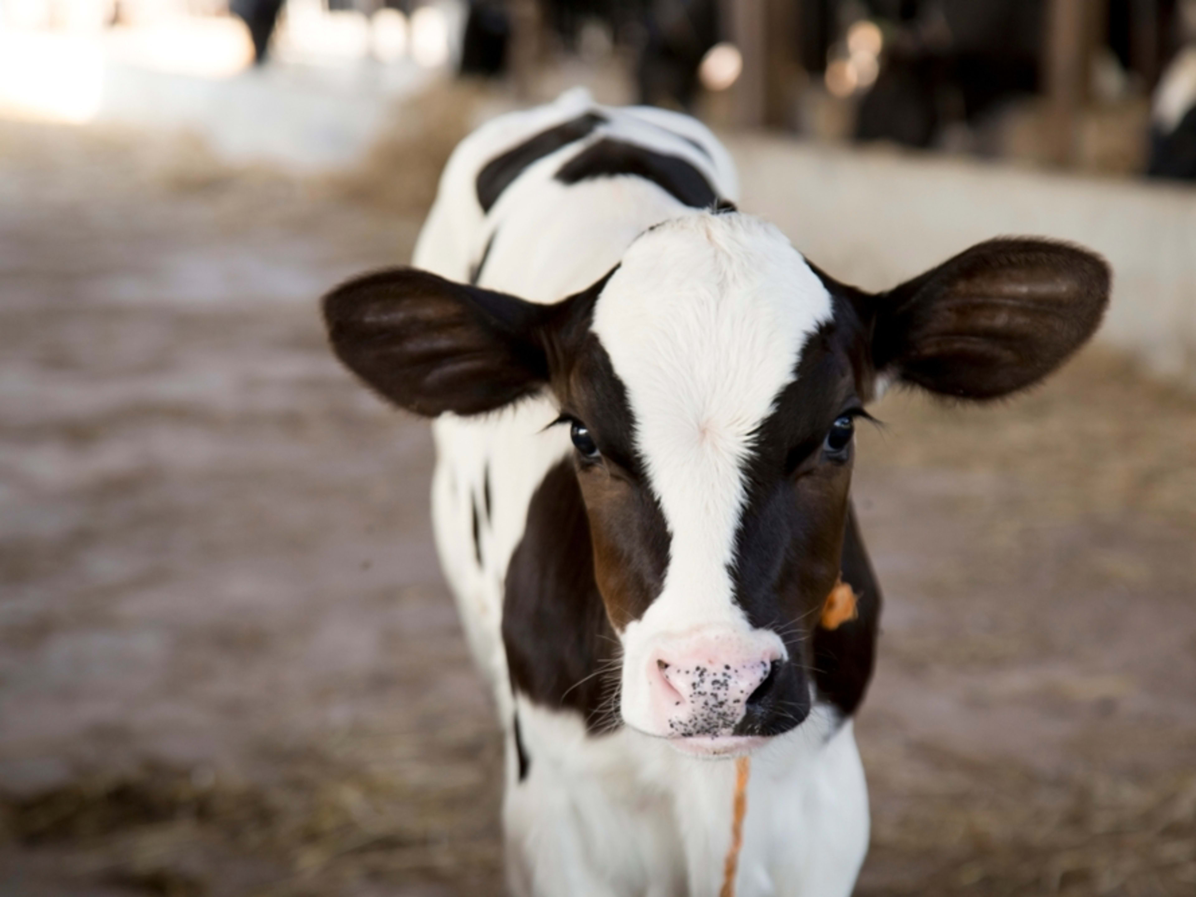 Precious Moment Baby Cow 'Finds His Moo' Will Instantly Melt Your Heart ...