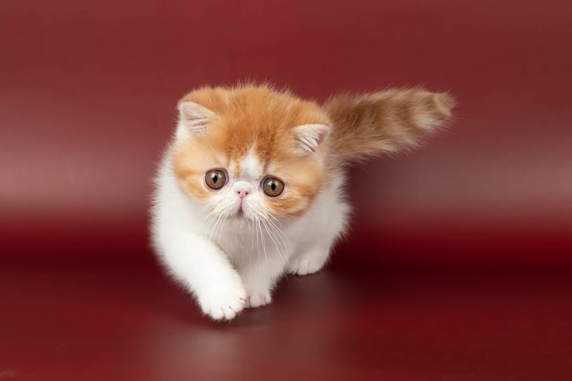 Persian Cat - PetHelpful