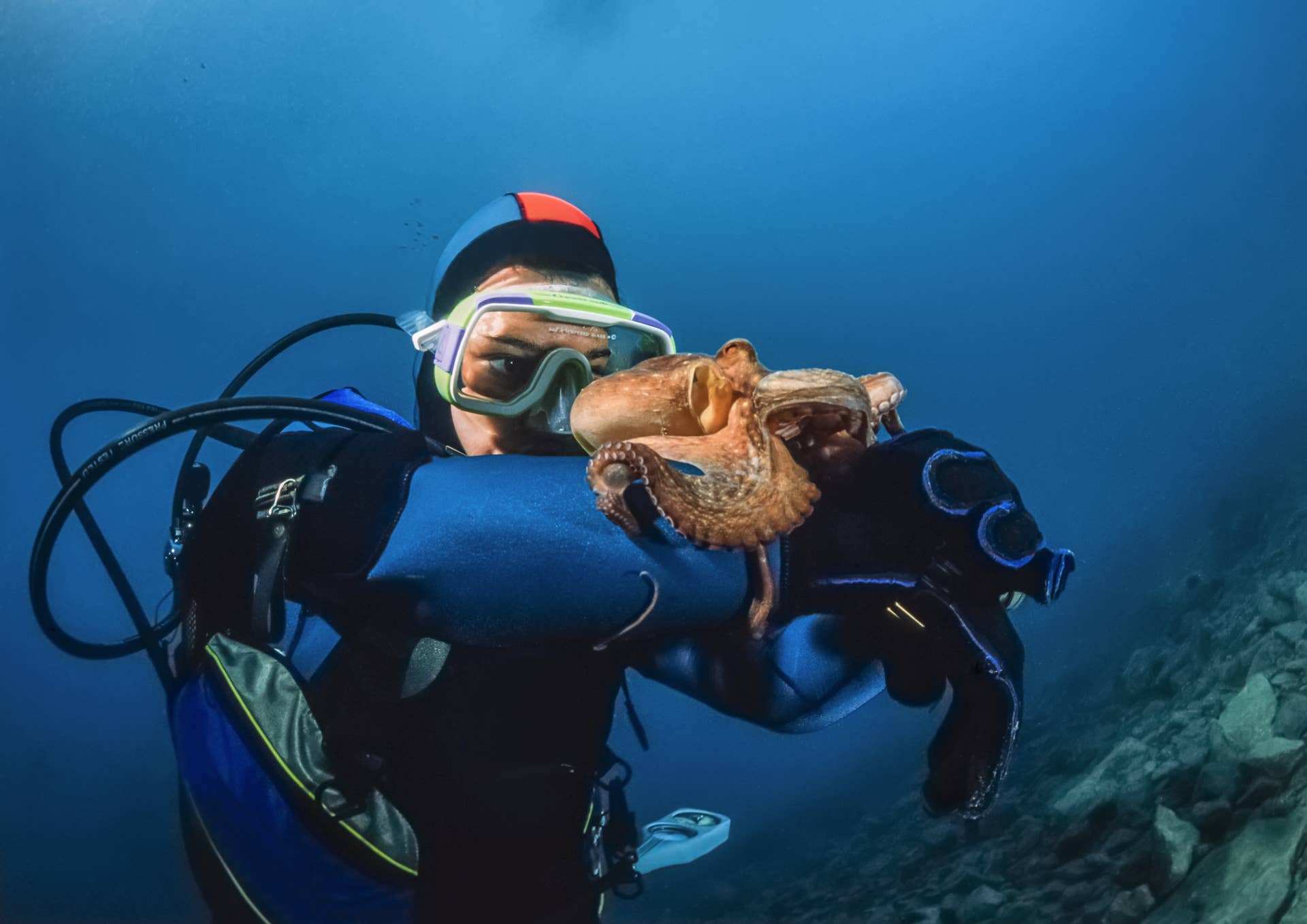 Curious Octopus Swims Up to a Diver—the Reaction Is Pure Magic - PetHelpful