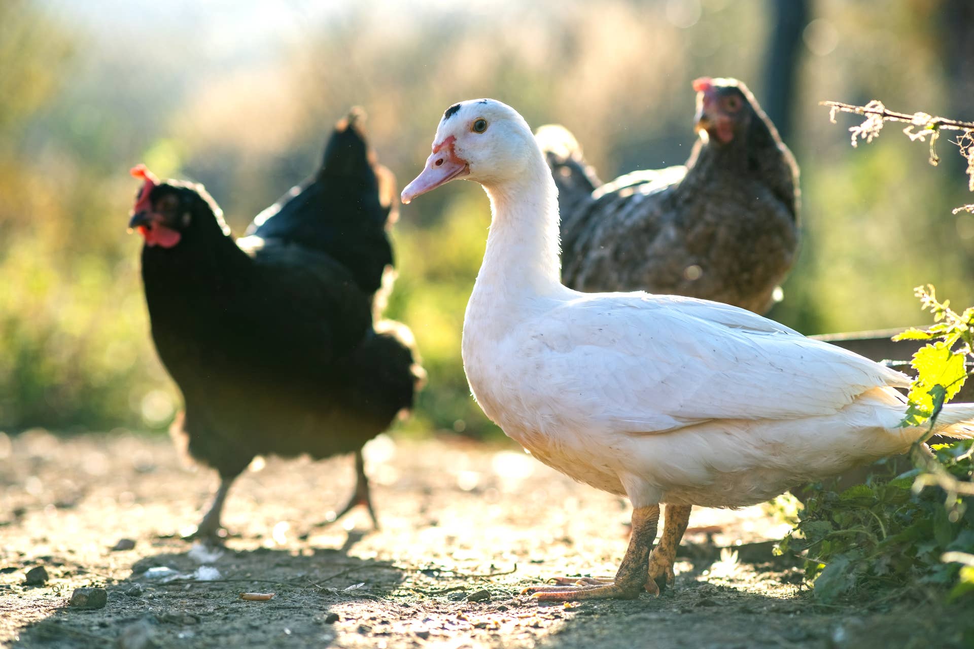 Chicken Who Lost Her Duck Best Friend Gets a Second Chance at Love and ...