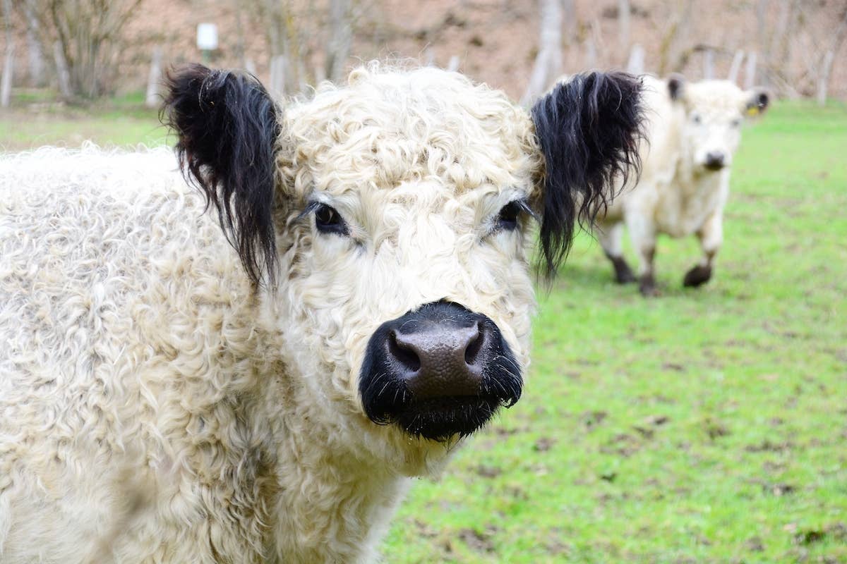 Highland Cow - PetHelpful