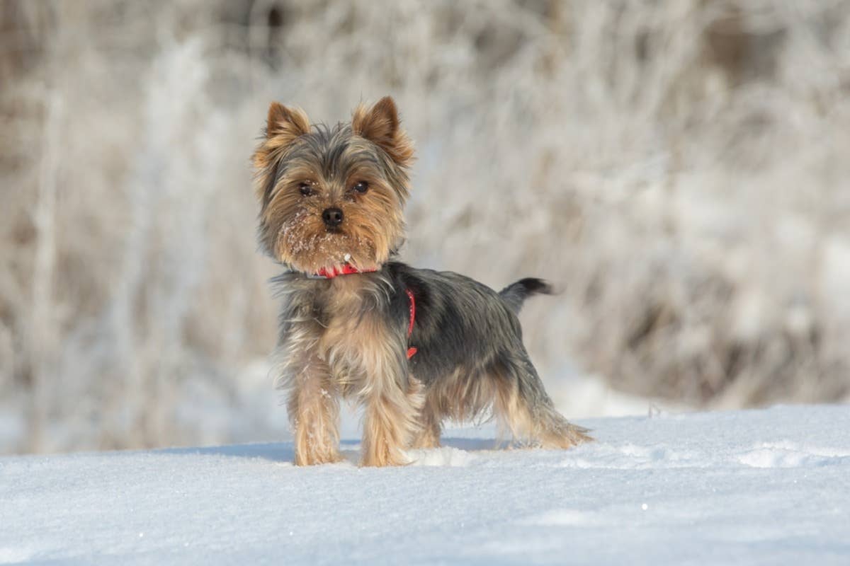 Yorkie Pup Takes One Look Outside at Fresh Snow and Says ‘Not Today ...