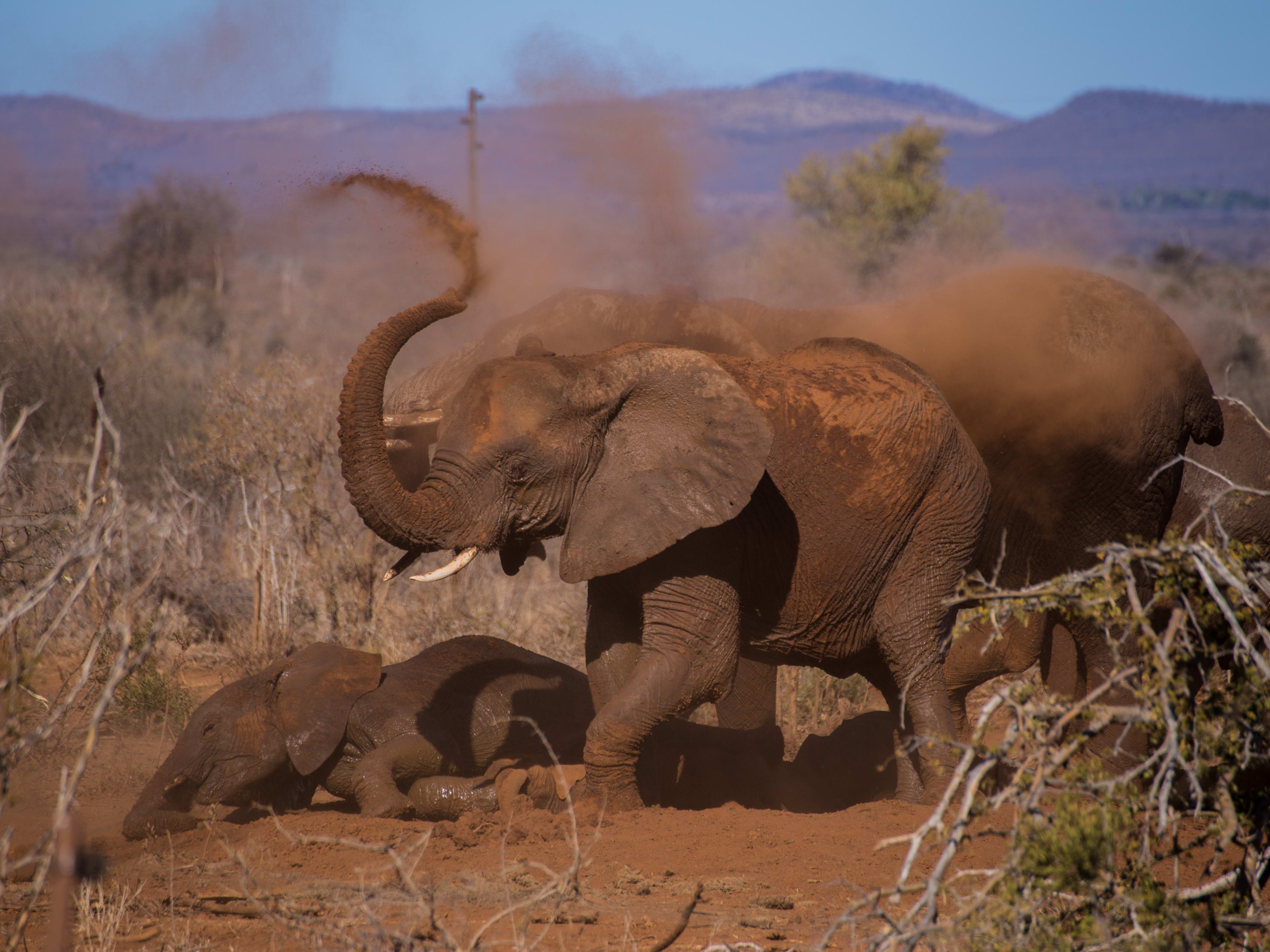 Wildlife - PetHelpful