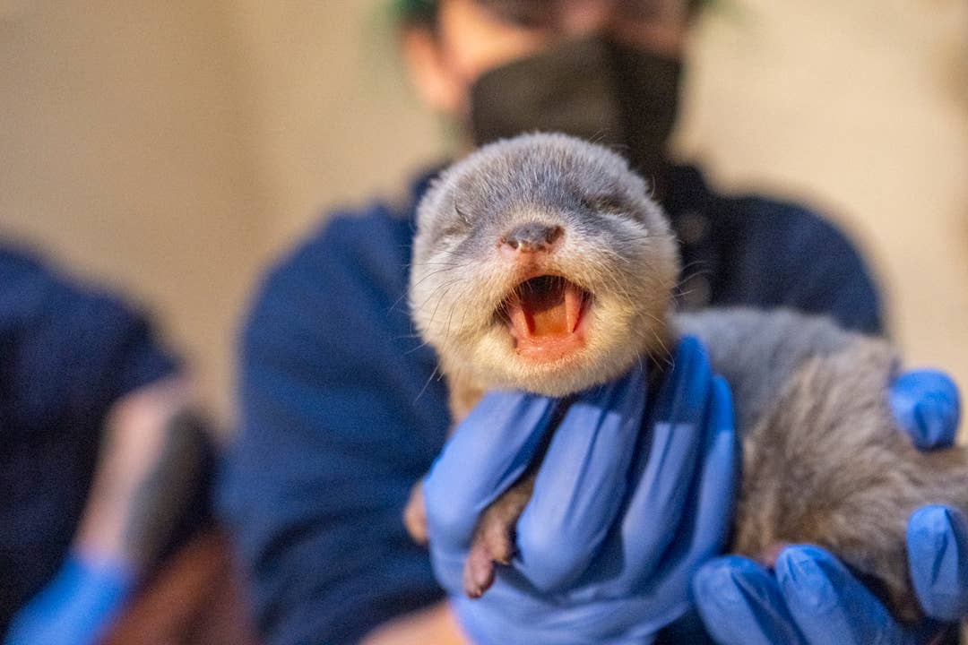 Baby Otter Born at Zoo in Tacoma, Washington Is Too Adorable - PetHelpful