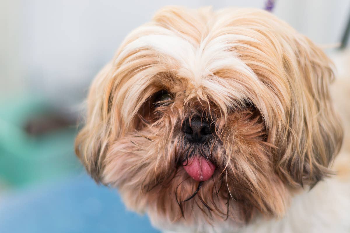 Shih-Tzu - PetHelpful