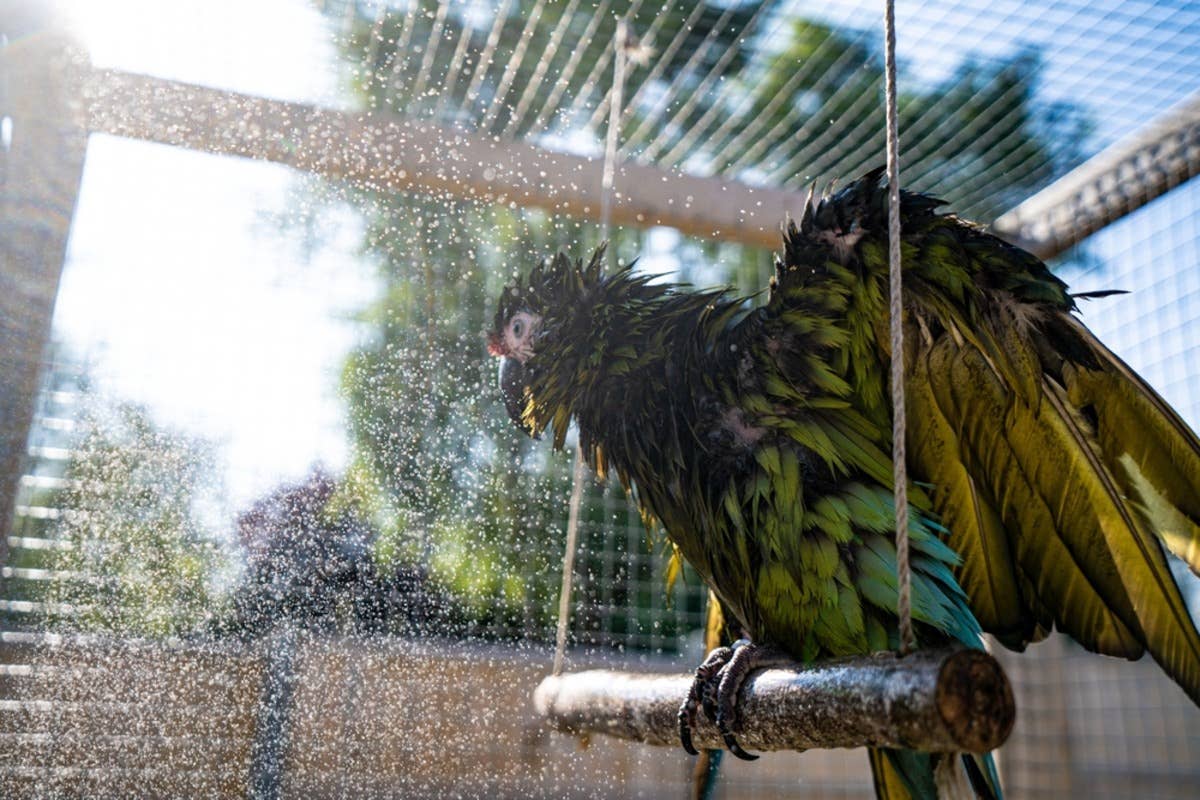 Santa Brings Parrot a ‘Spa’ and Total Cuteness Ensues - PetHelpful