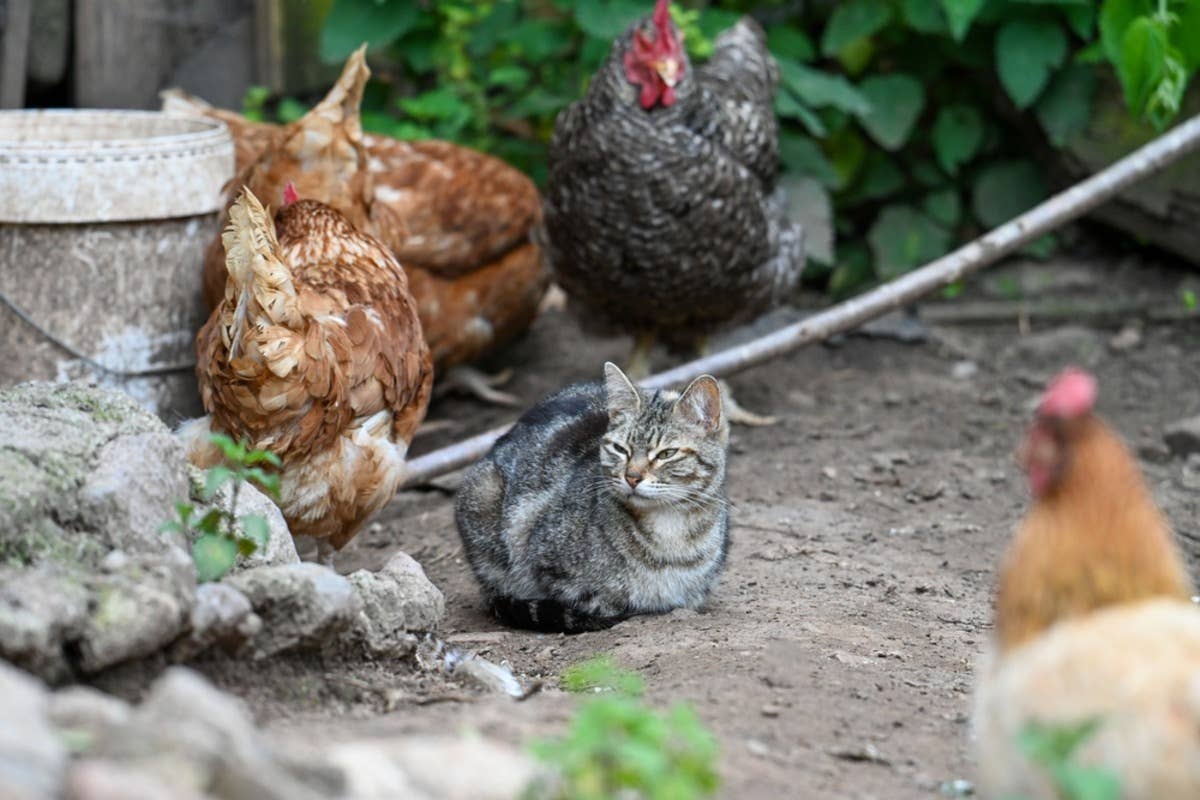 Cat Makes Herself at Home in Chicken Coop and the Birds’ Reactions Are ...