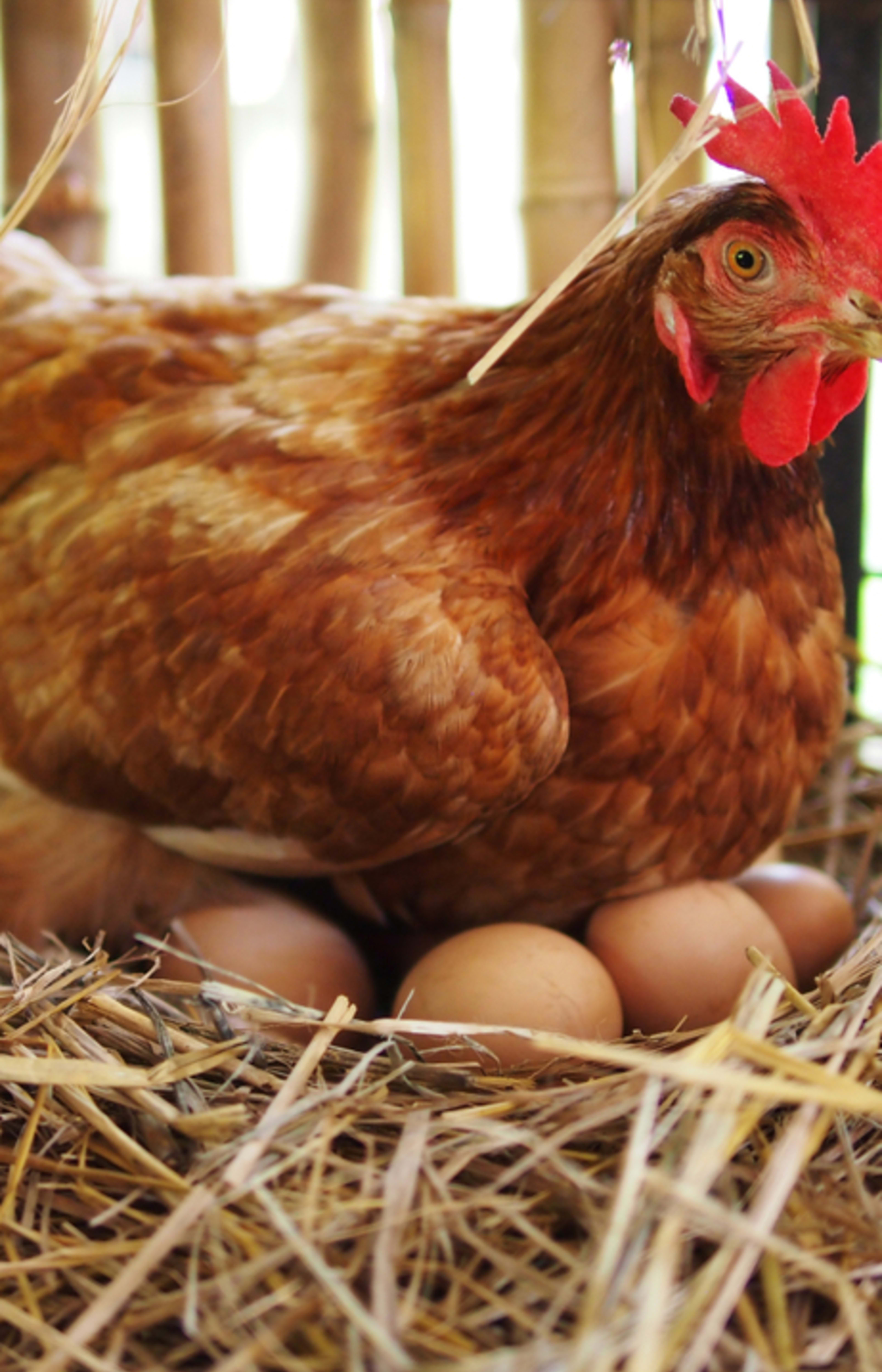 Pet News - PetHelpful