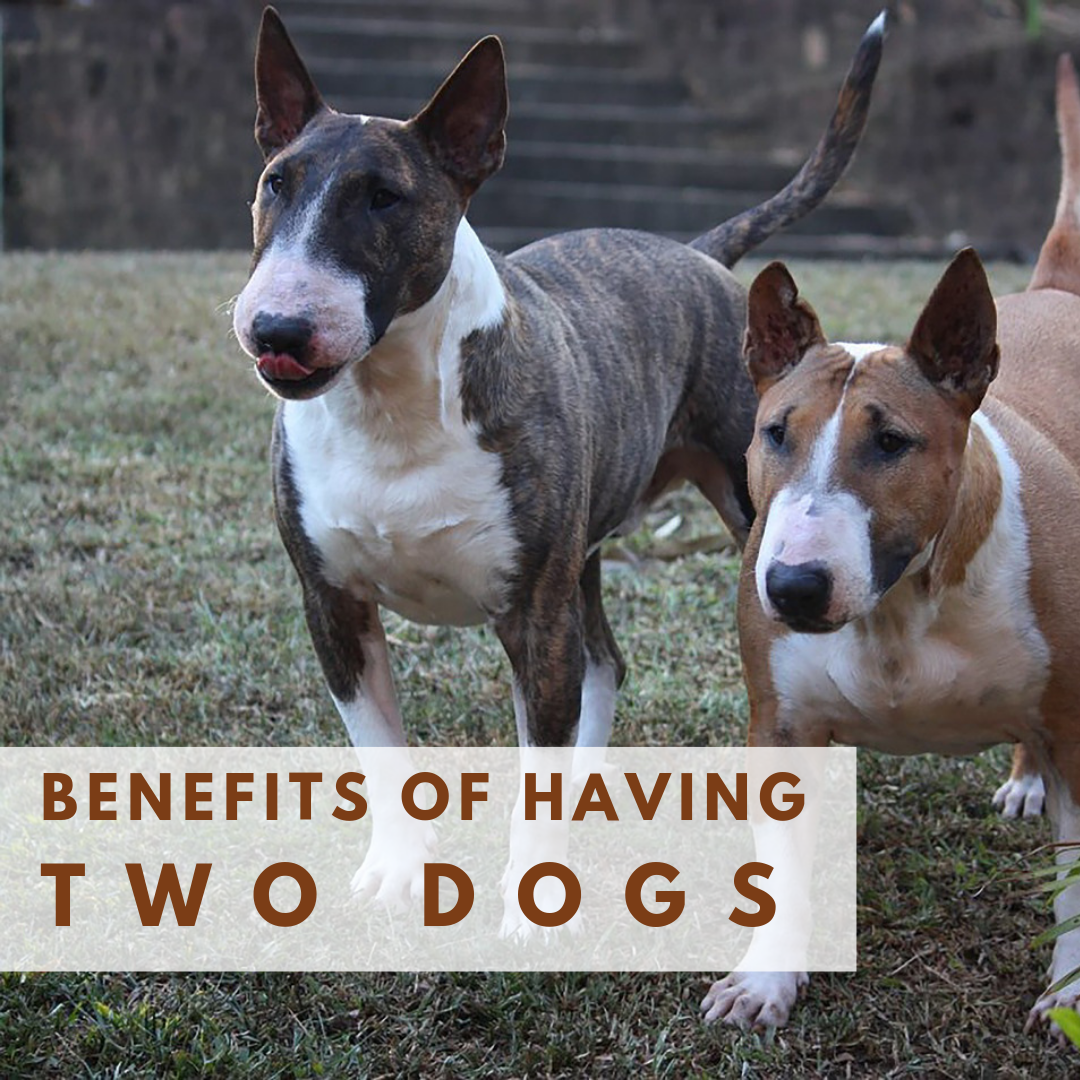 Why Two Dogs Are Better Than One: Tips and Benefits - PetHelpful