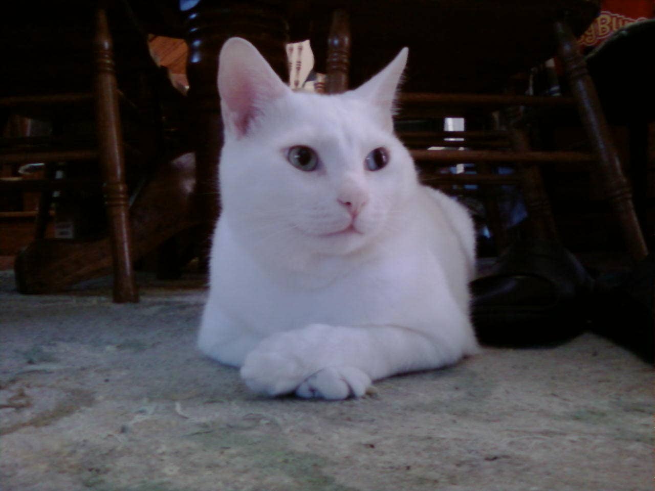 Causes and Solutions for Skittish Cats